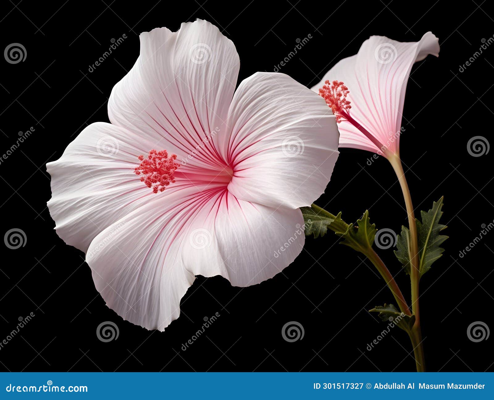 Burr Mallow Flower In Studio Background, Single Burr Mallow Flower ...