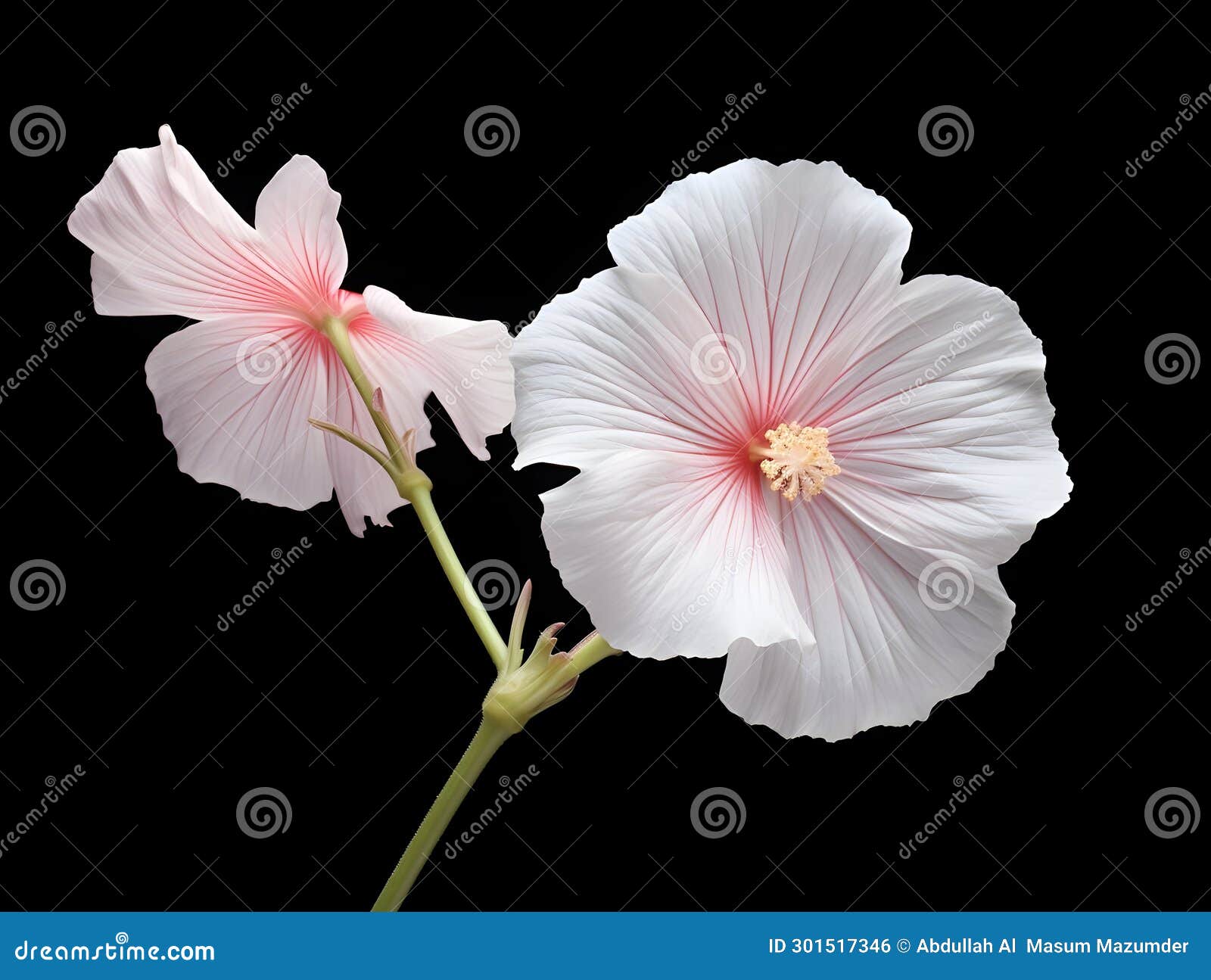 Burr Mallow Flower in Studio Background, Single Burr Mallow Flower ...