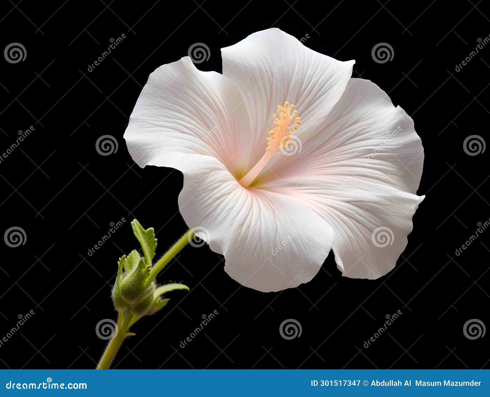 Burr Mallow Flower In Studio Background, Single Burr Mallow Flower ...