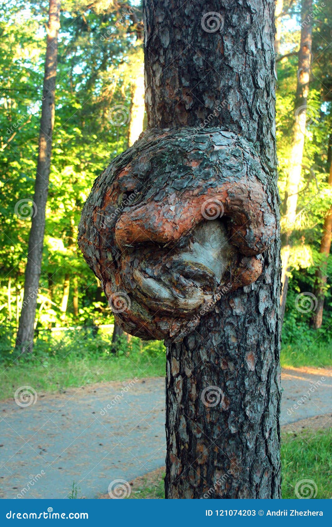 Burr on trunk of pine tree stock image. Image of plant - 121074203