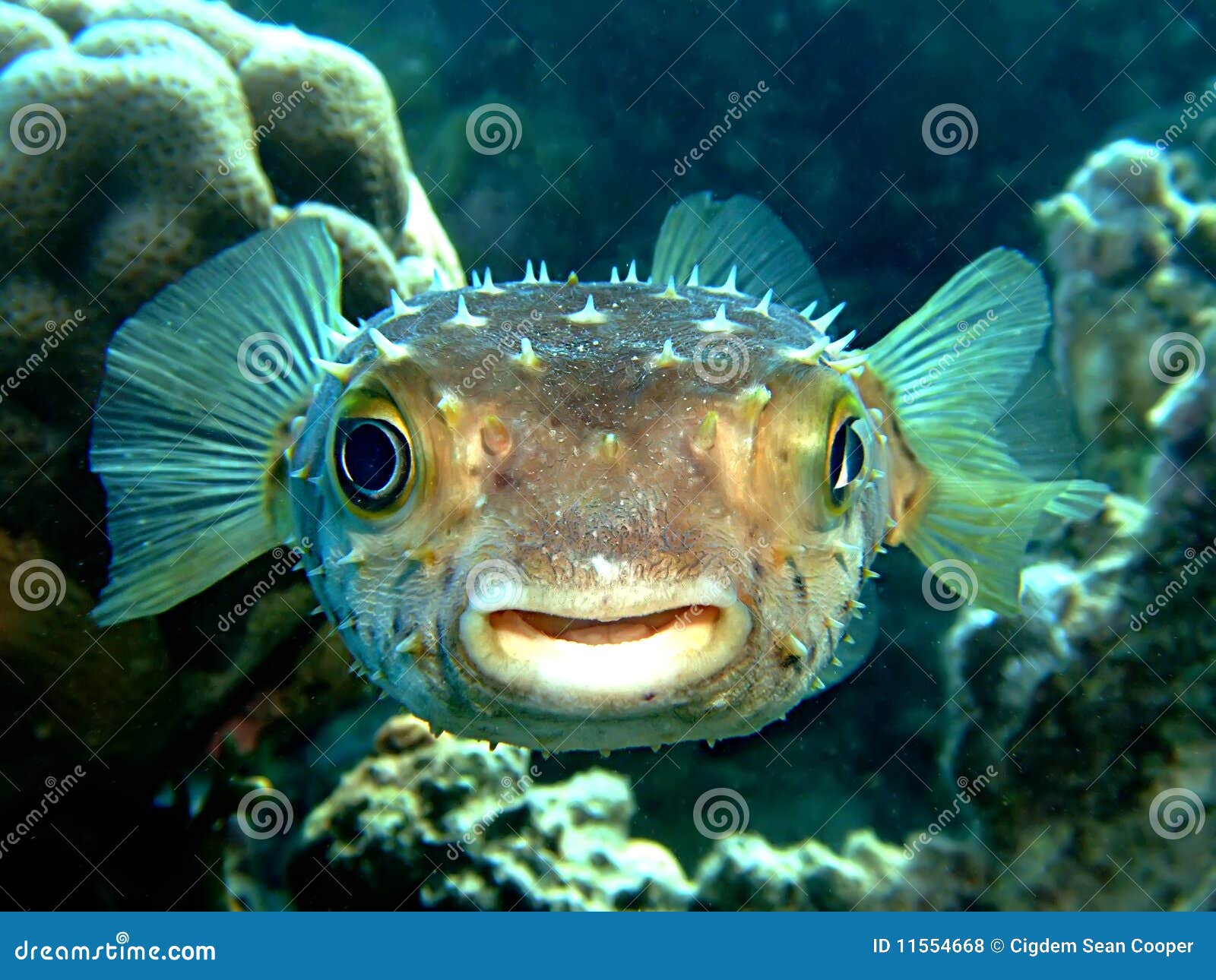 Burrfish stock photo. Image of scuba, ocean, background - 11554668