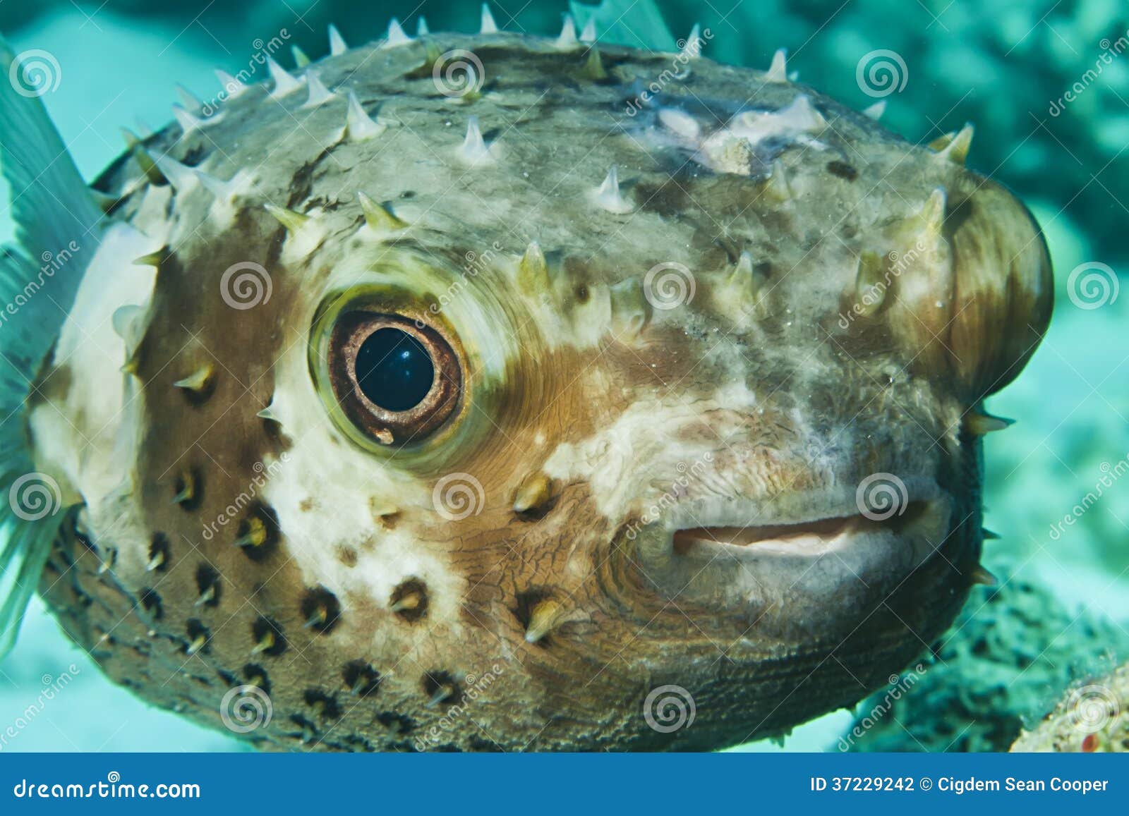 Burrfish arkivfoto. Bild av pust, vatten, dyka, sväller - 37229242
