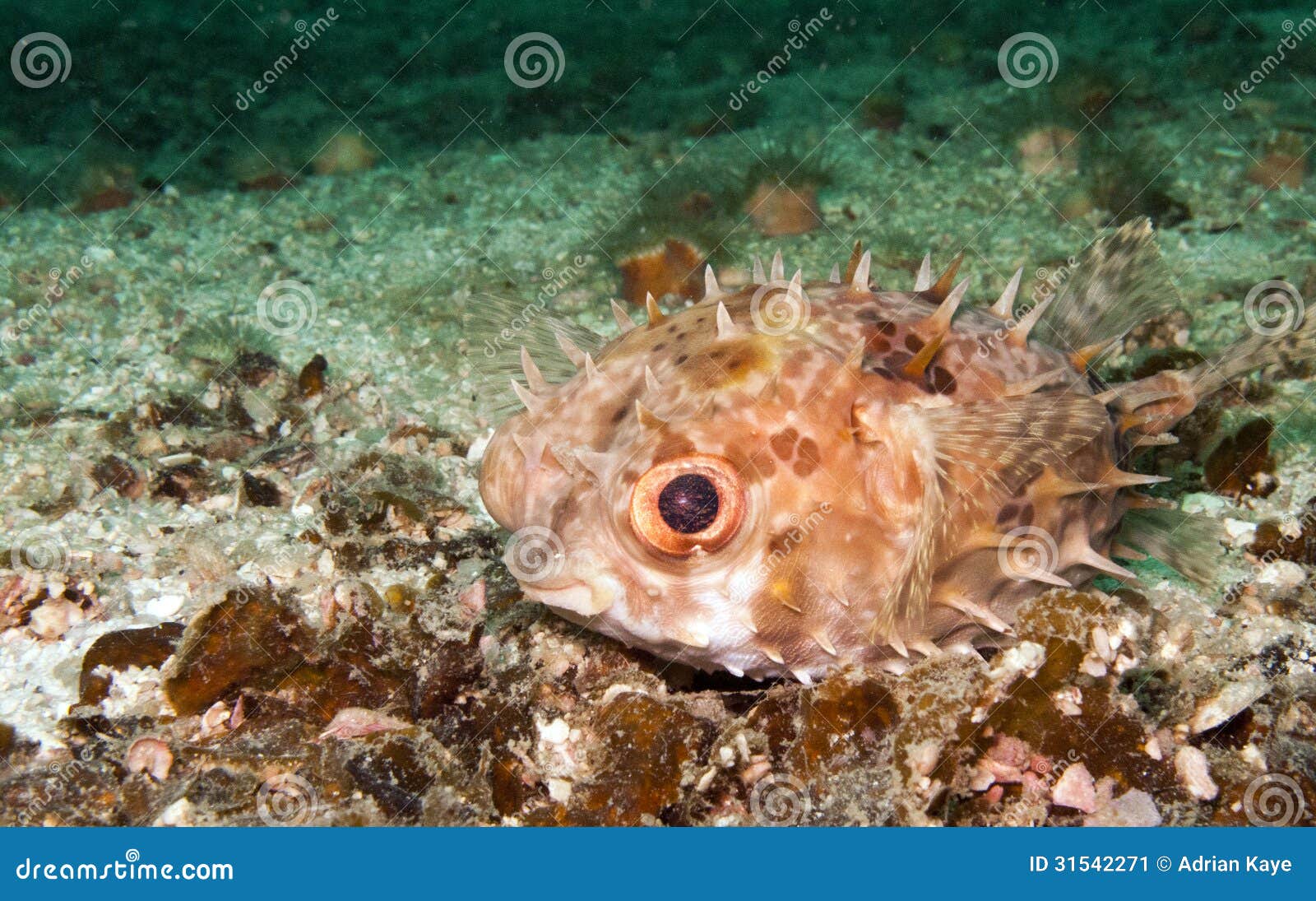 Burrfish, pufferfish stock image. Image of scenic, marine - 31542271