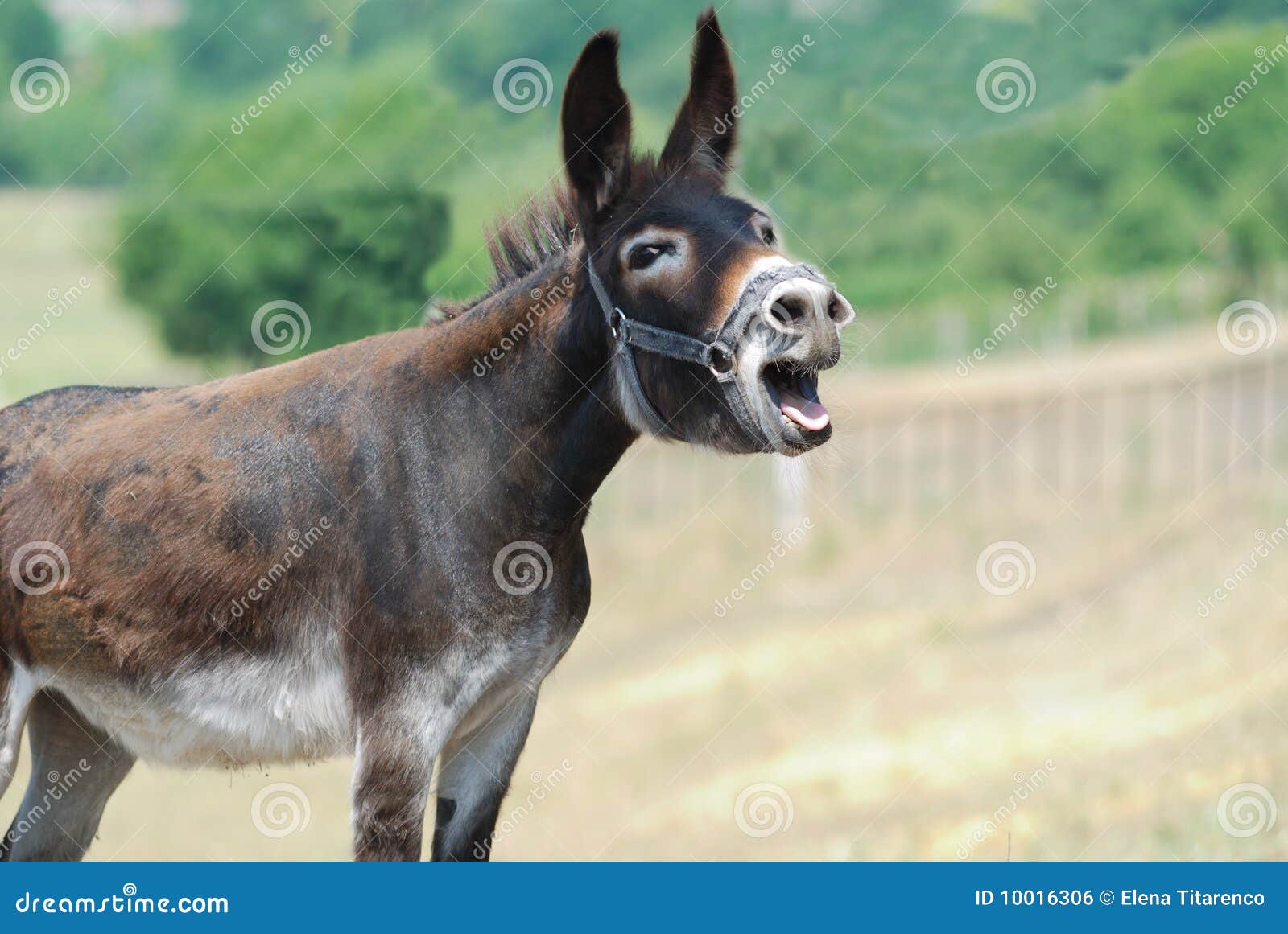 Burro foto de archivo. Imagen de prado, risa, hierba - 10016306