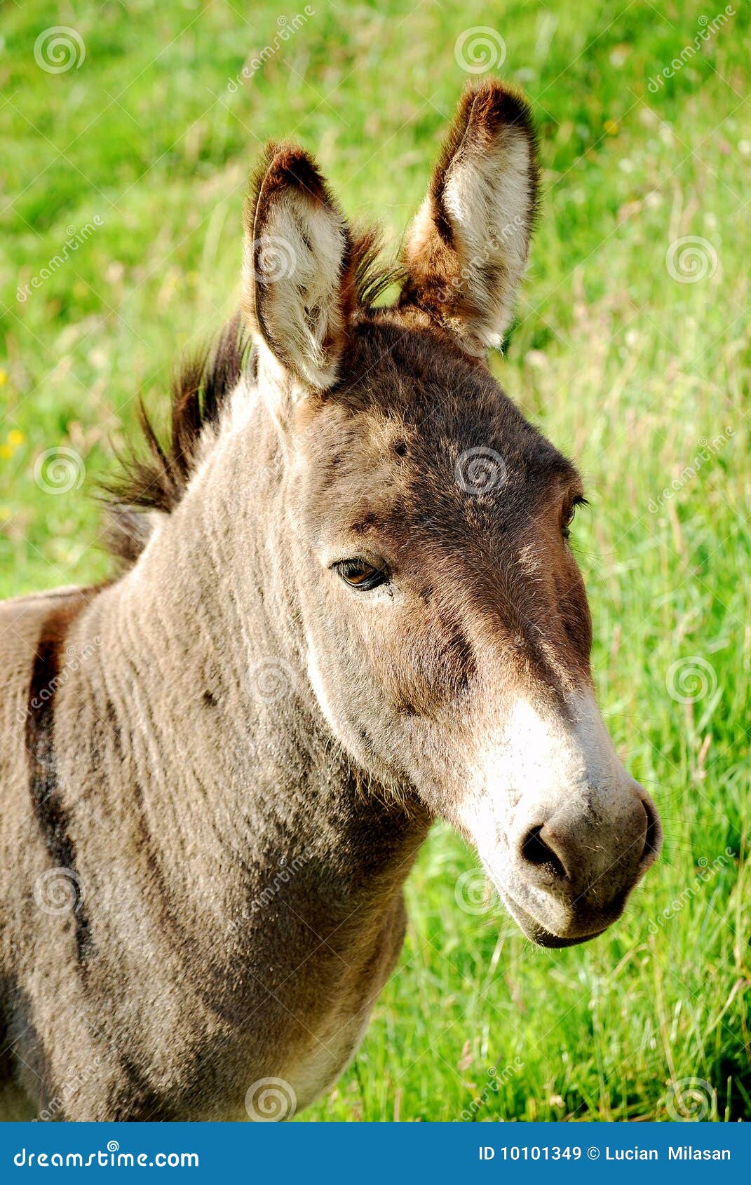 Burro imagen de archivo. Imagen de pista, verde, burro - 10101349