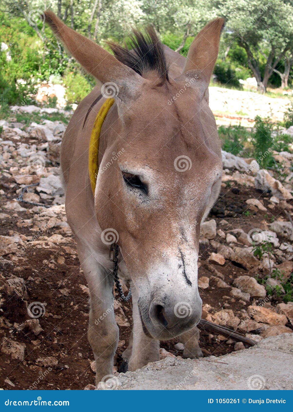 Burro stock image. Image of female, agriculture, animal - 1050261