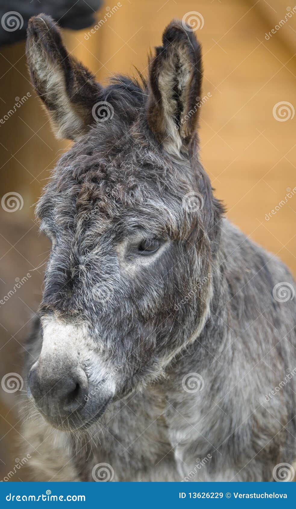 Burro stock image. Image of burro, contented, close, closeup - 13626229