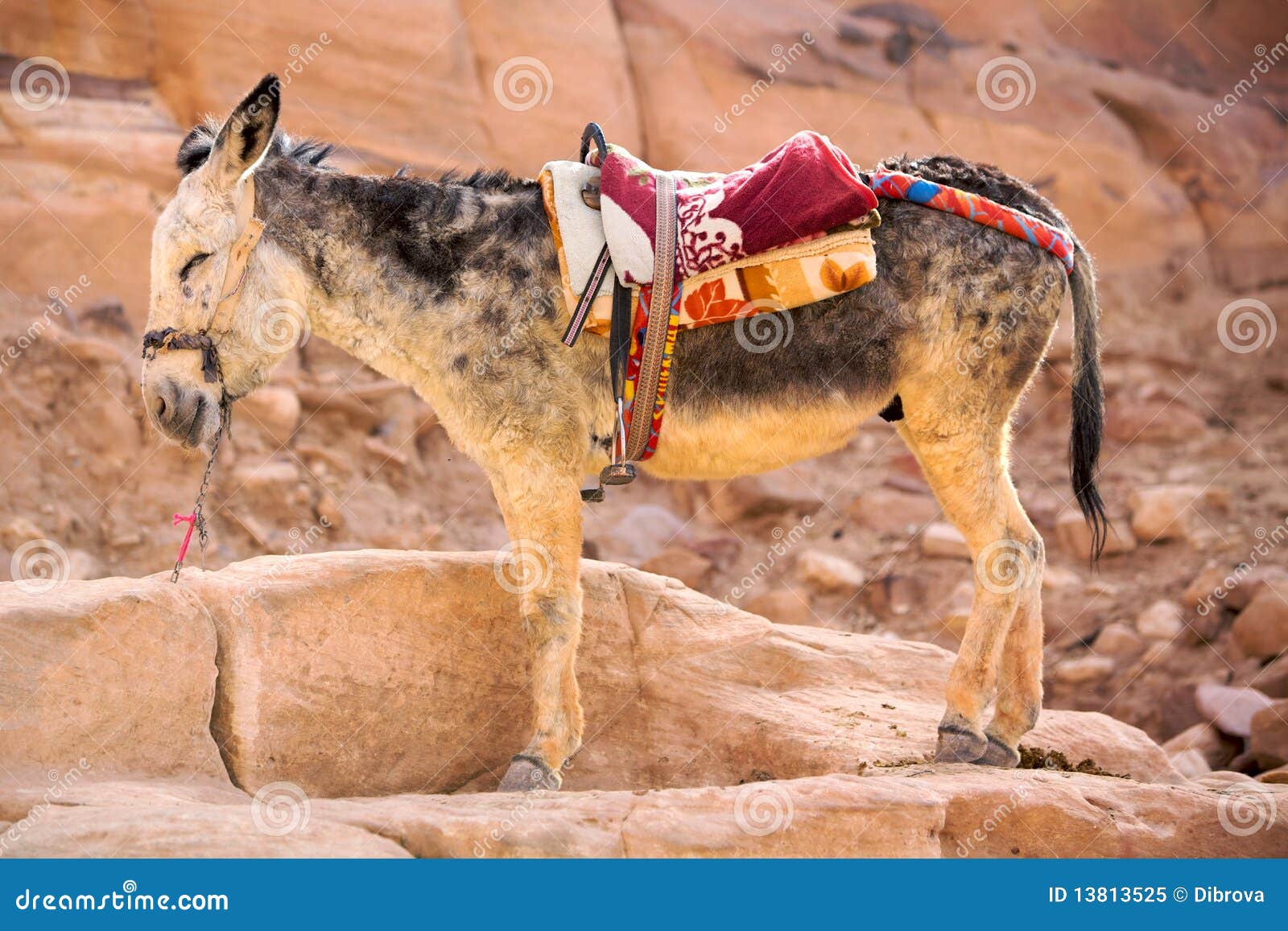 Burro stock image. Image of outdoors, rural, mule, scene - 13813525