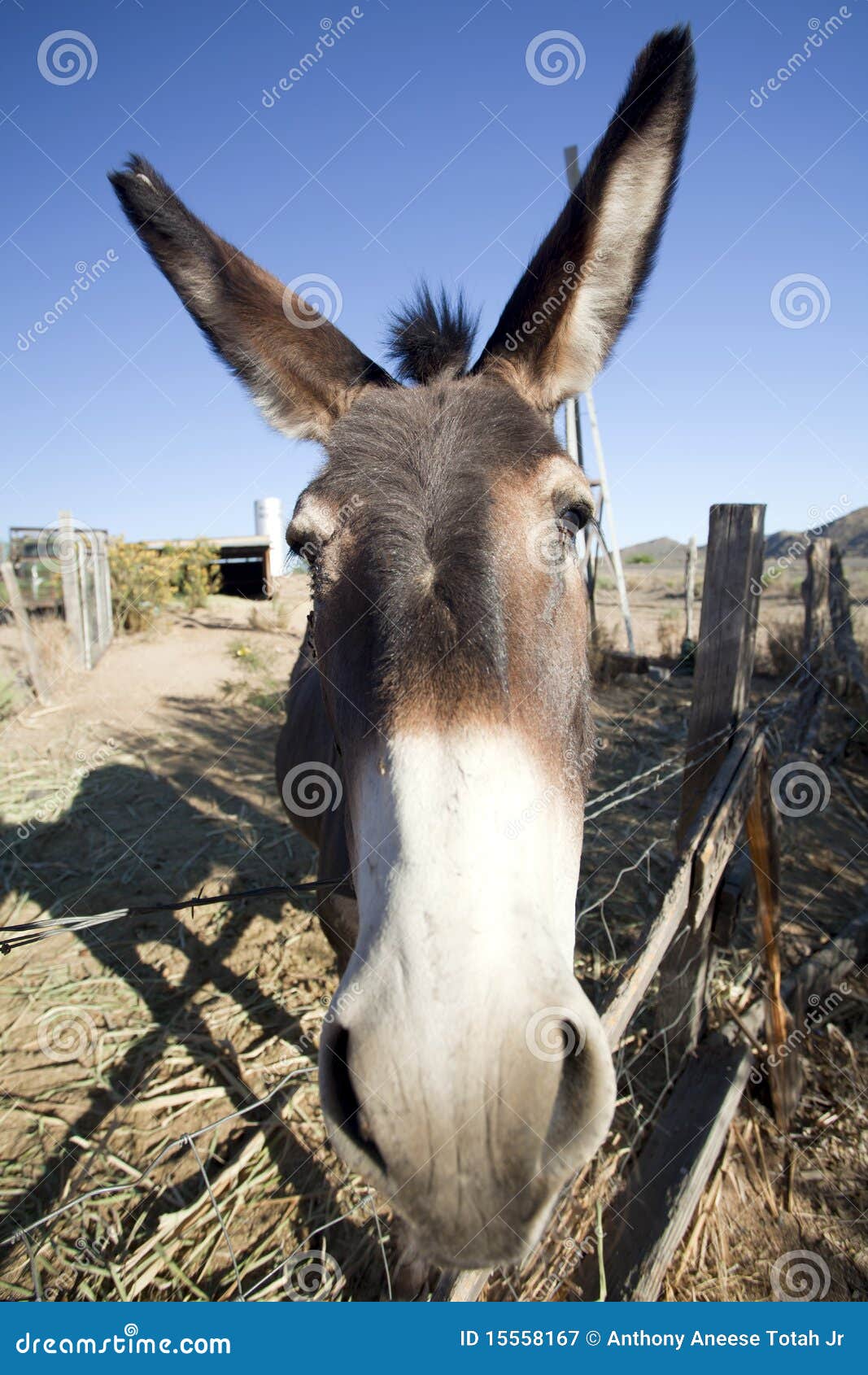 Burro imagen de archivo. Imagen de ganados, jenny, granja - 15558167