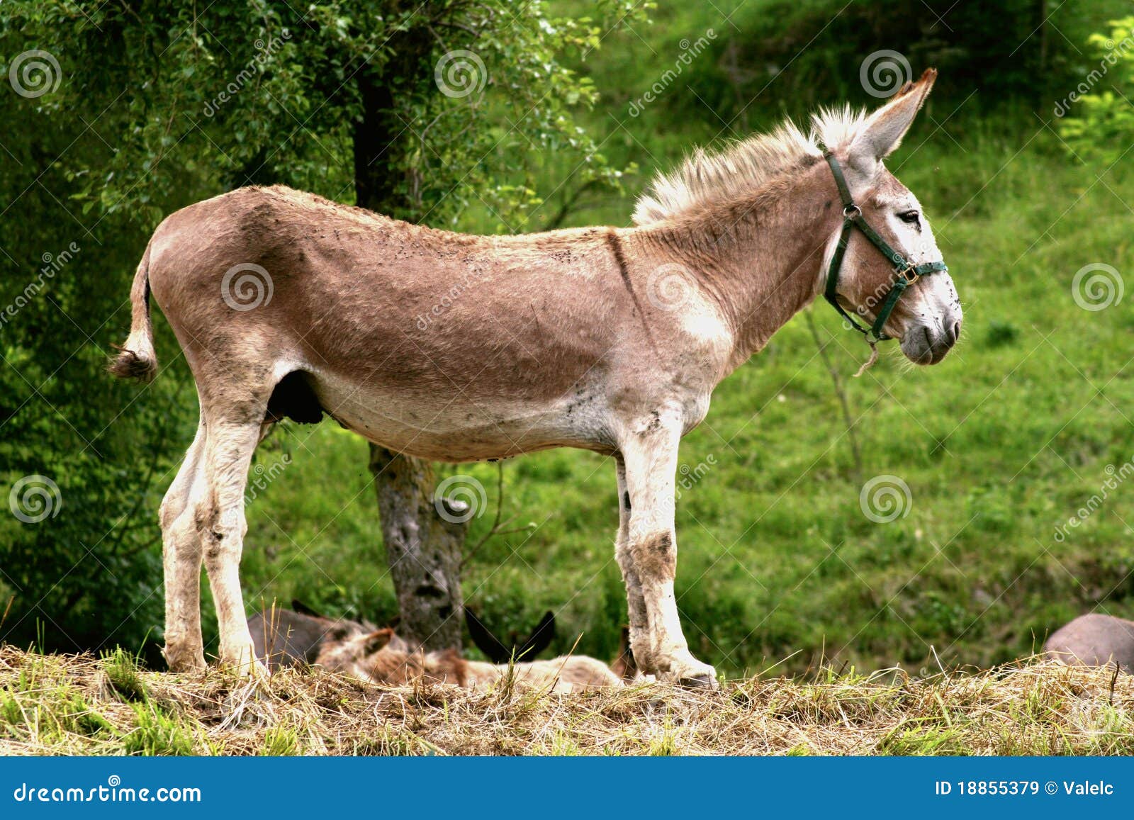 Burro imagen de archivo. Imagen de criatura, standing - 18855379