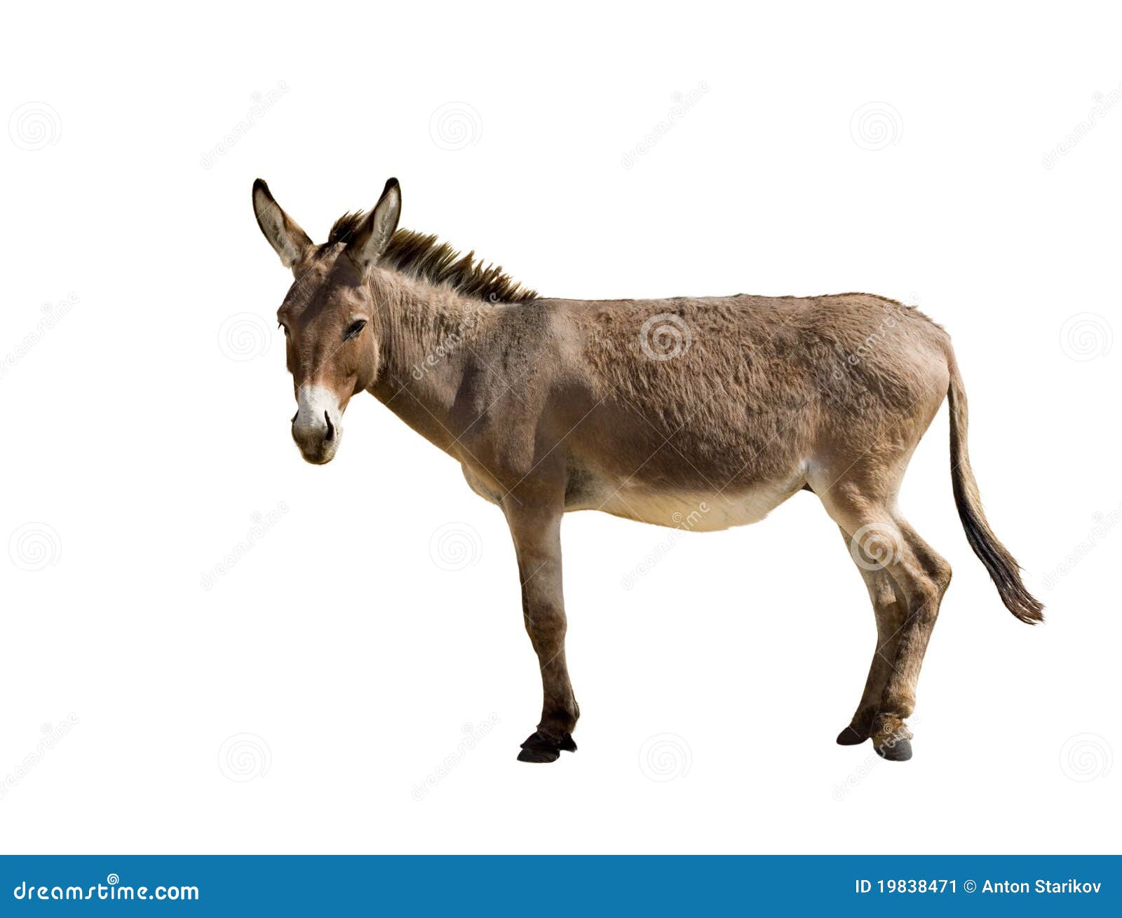 Burro imagen de archivo. Imagen de fondo, potro, vida - 19838471