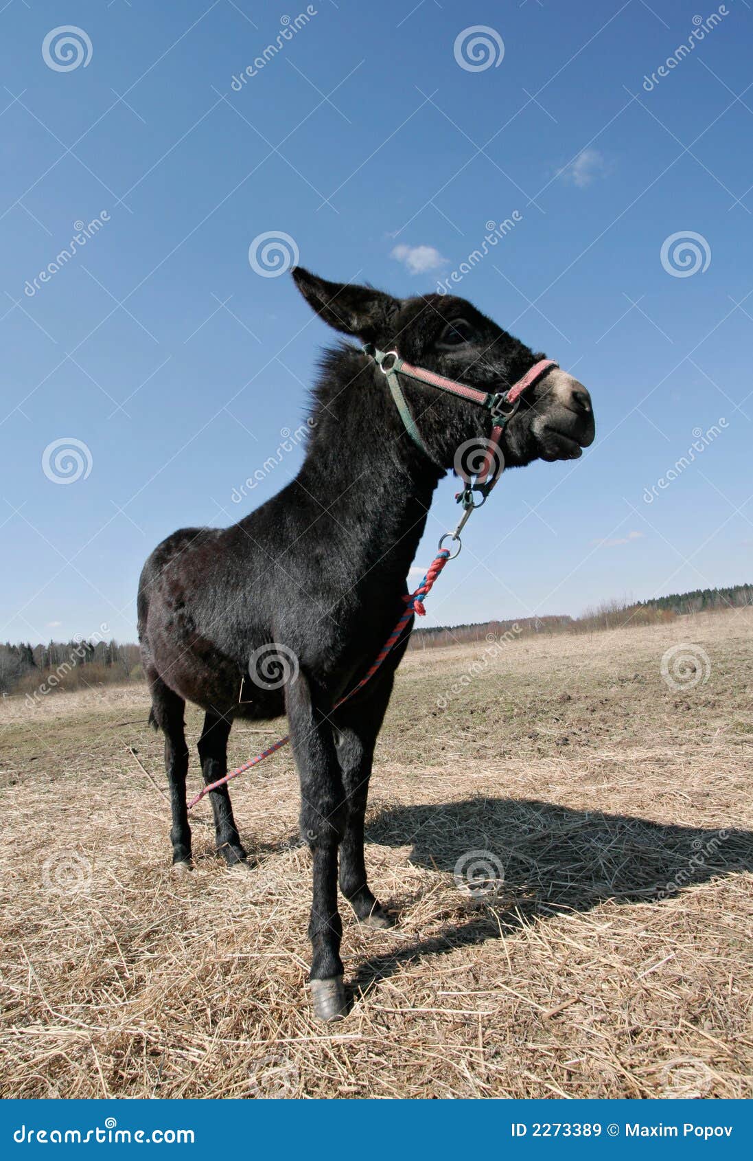 Burro imagen de archivo. Imagen de burro, grande, negro - 2273389