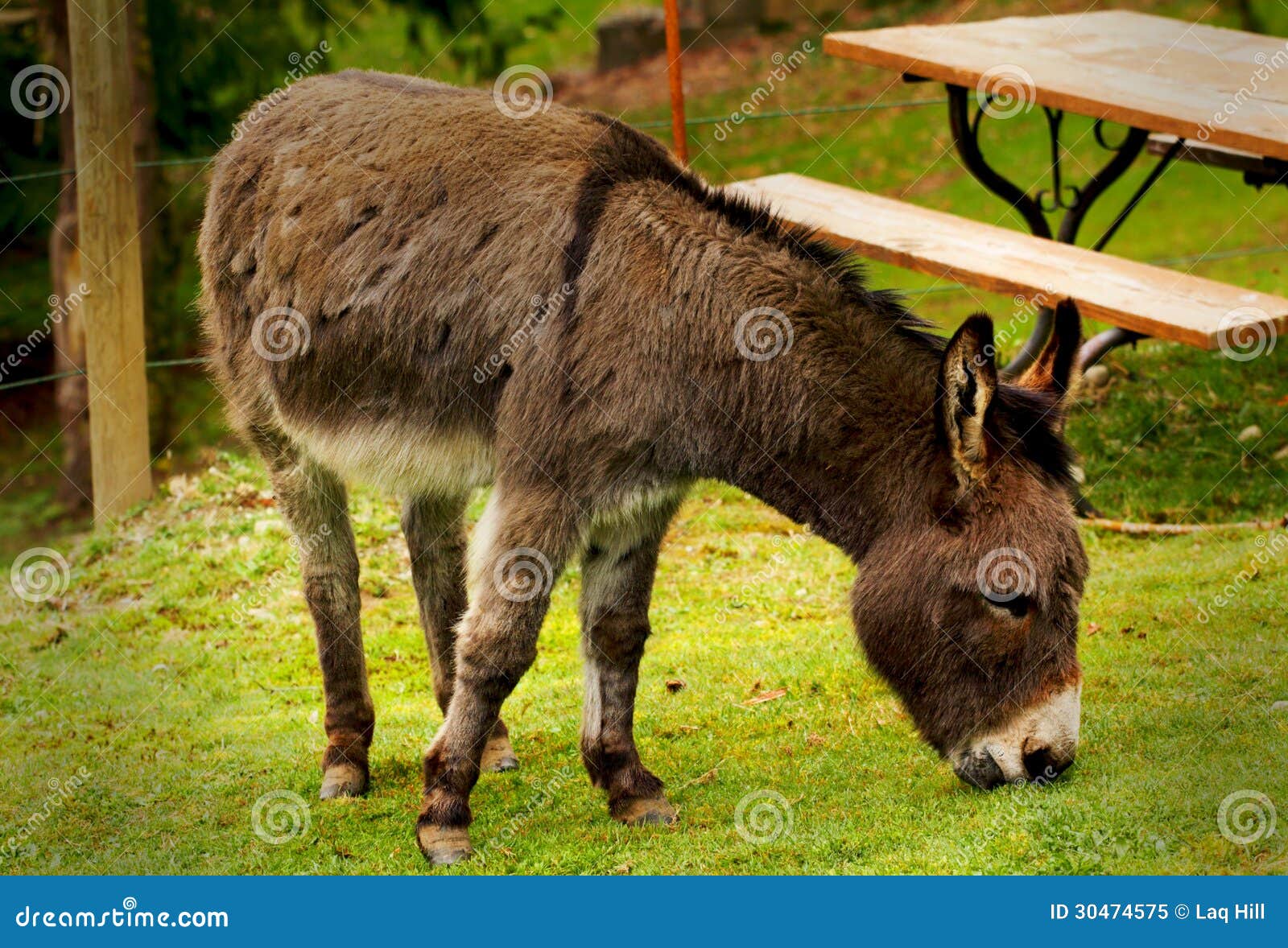 Burro Peludo Stock Photos - Download 3 Images