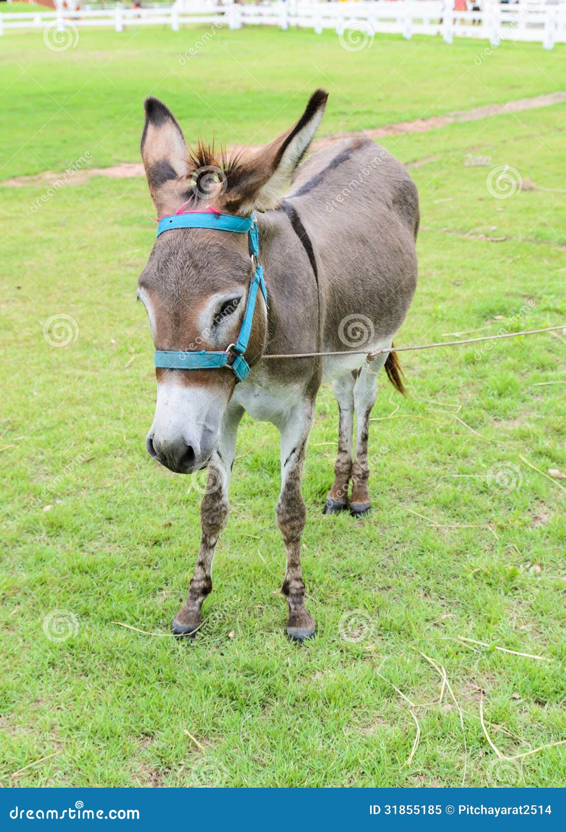 Burro imagem de stock. Imagem de sozinho, doméstico, olho - 31855185