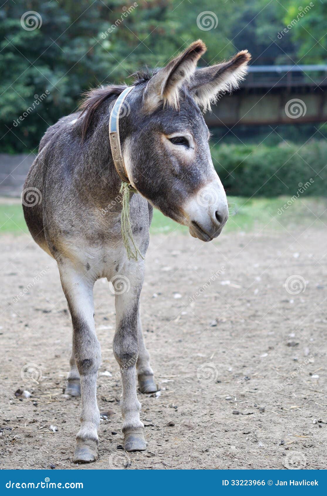 Burro foto de archivo. Imagen de mirada, rural, verde - 33223966