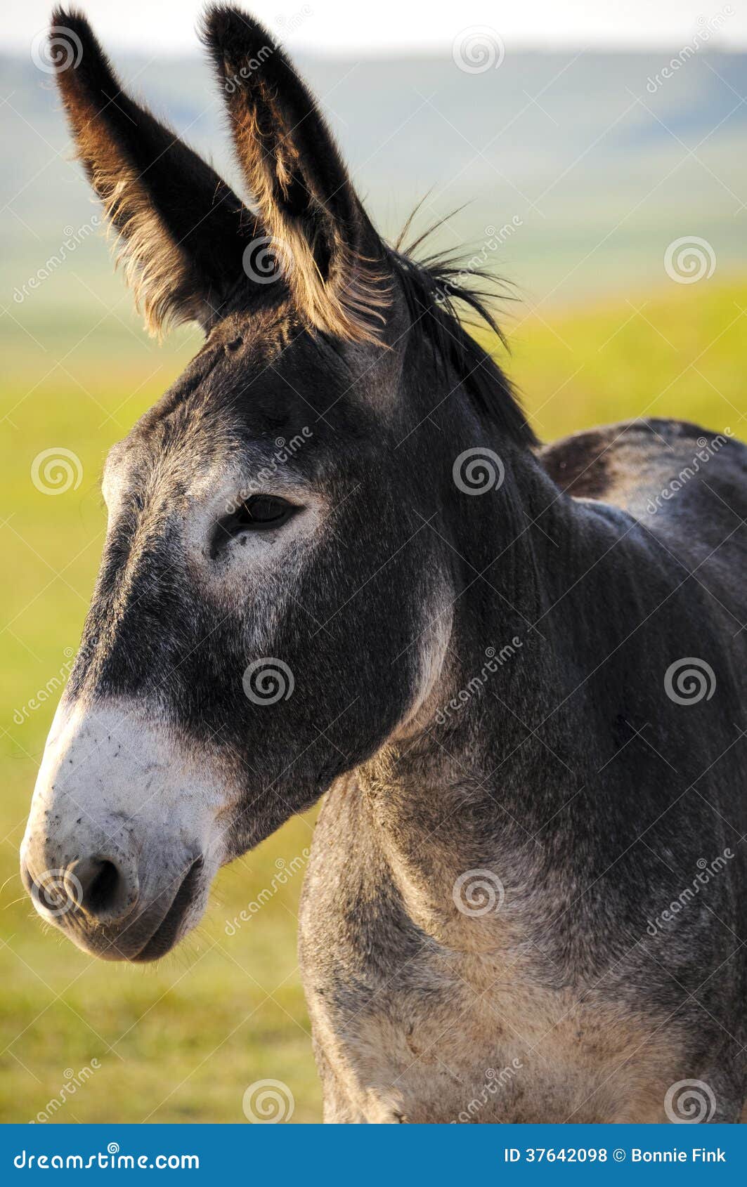Burro stock photo. Image of burros, brown, south, cute - 37642098