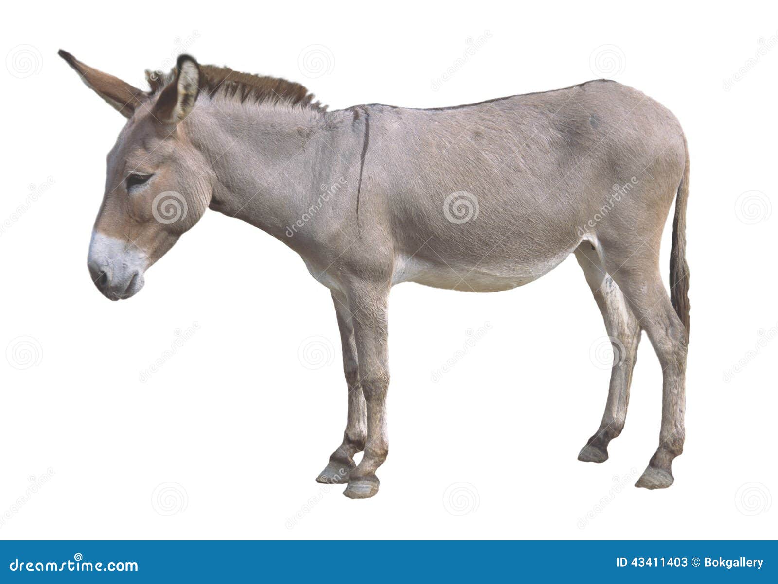 Burro imagen de archivo. Imagen de mascota, animal, burro - 43411403