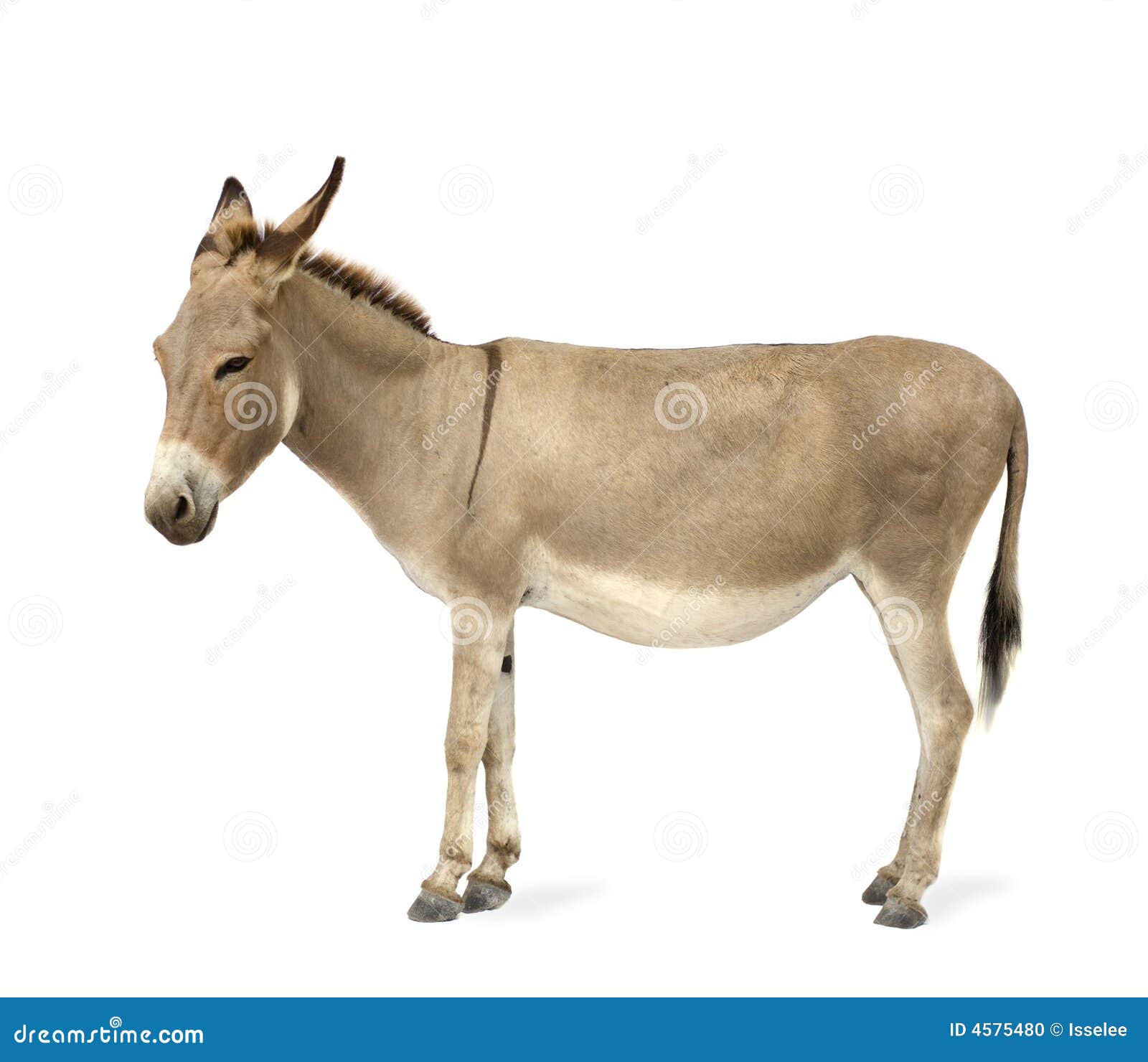 Burro Foto de archivo - Imagen: 4575480