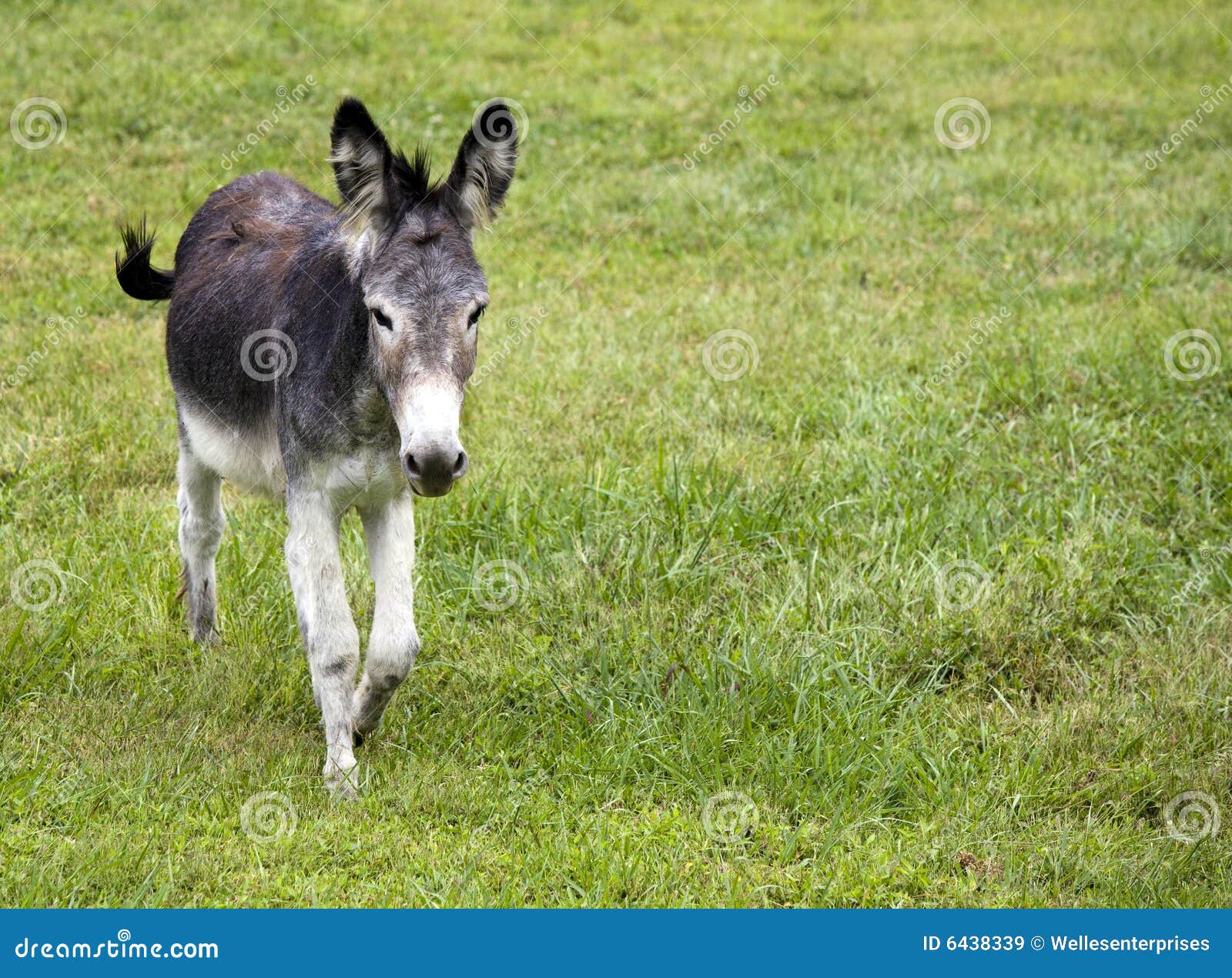 Burro stock image. Image of mammal, burro, america, face - 6438339