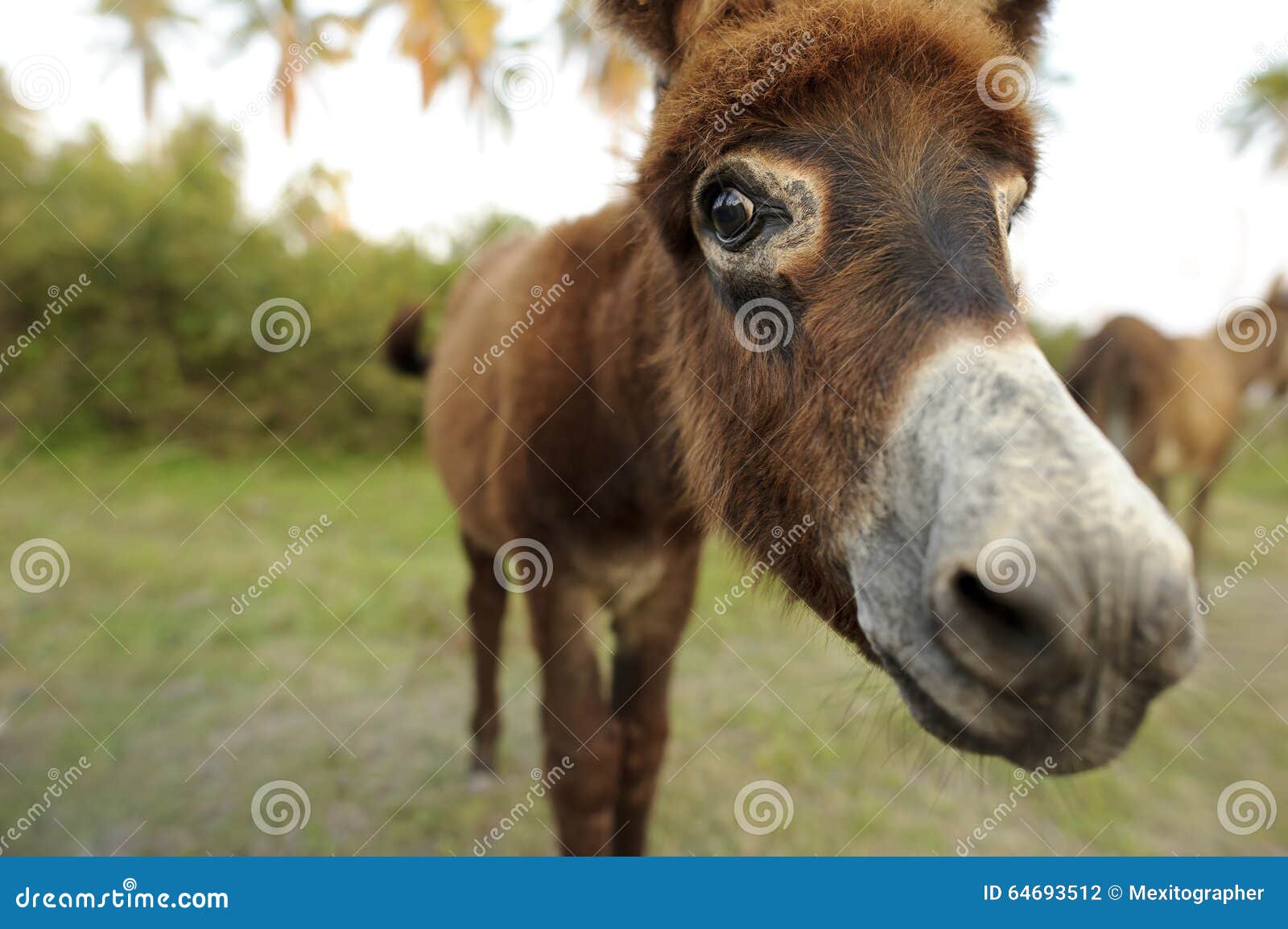 Burro foto de archivo. Imagen de ojos, animales, mirando - 64693512