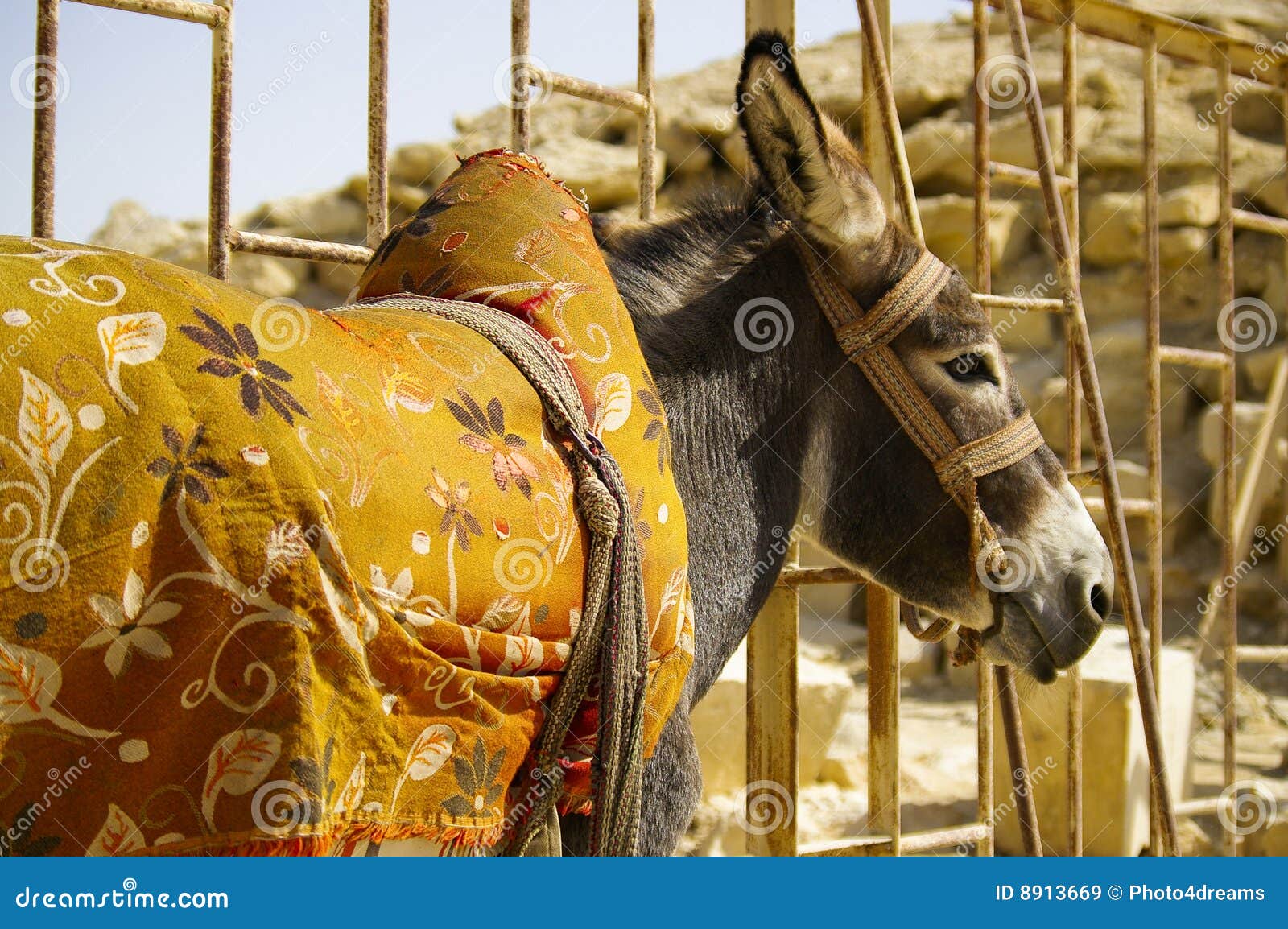 Burro imagen de archivo. Imagen de asoleado, mirada, rocas - 8913669