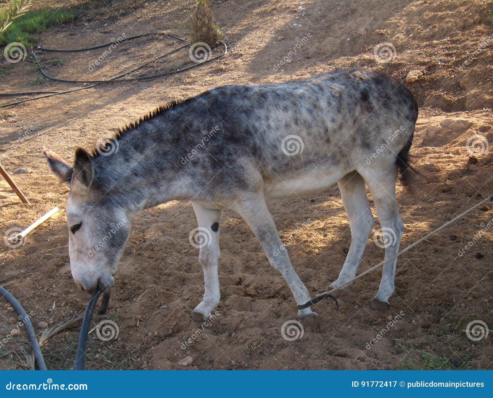 Burro Picture. Image: 91772417