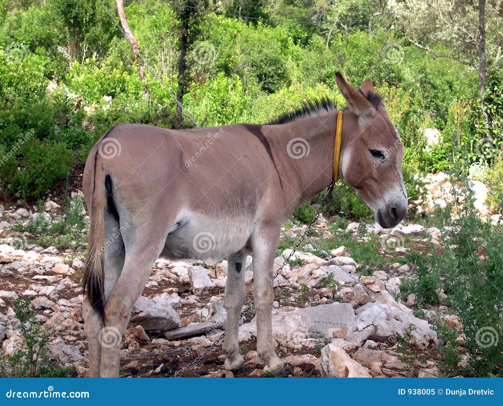 BURRO stock image. Image of pasture, stones, plain, burro - 938005