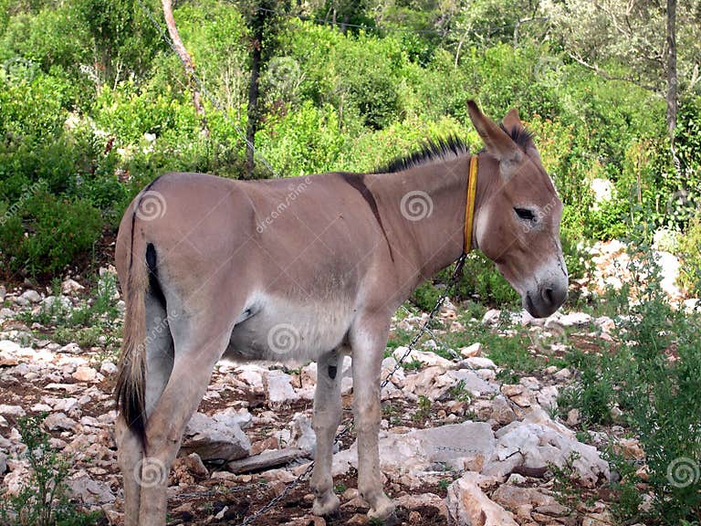 BURRO stock image. Image of pasture, stones, plain, burro - 938005