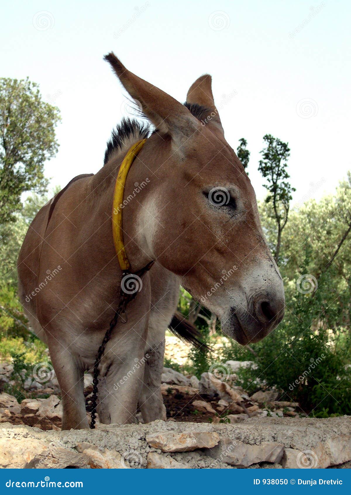 BURRO stock photo. Image of pasture, outdoors, female, nature - 938050