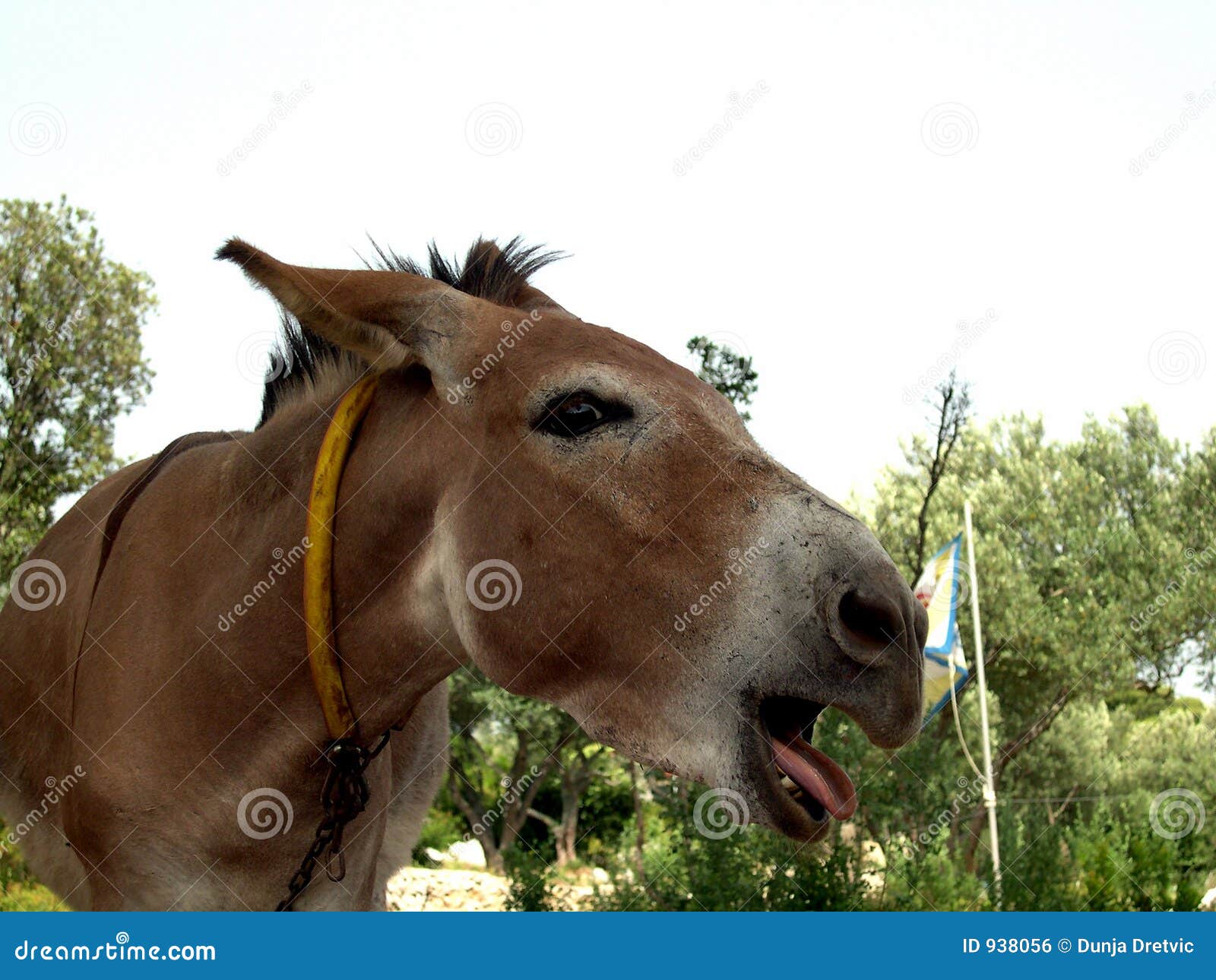 BURRO stock photo. Image of details, pasture, donkey, farm - 938056
