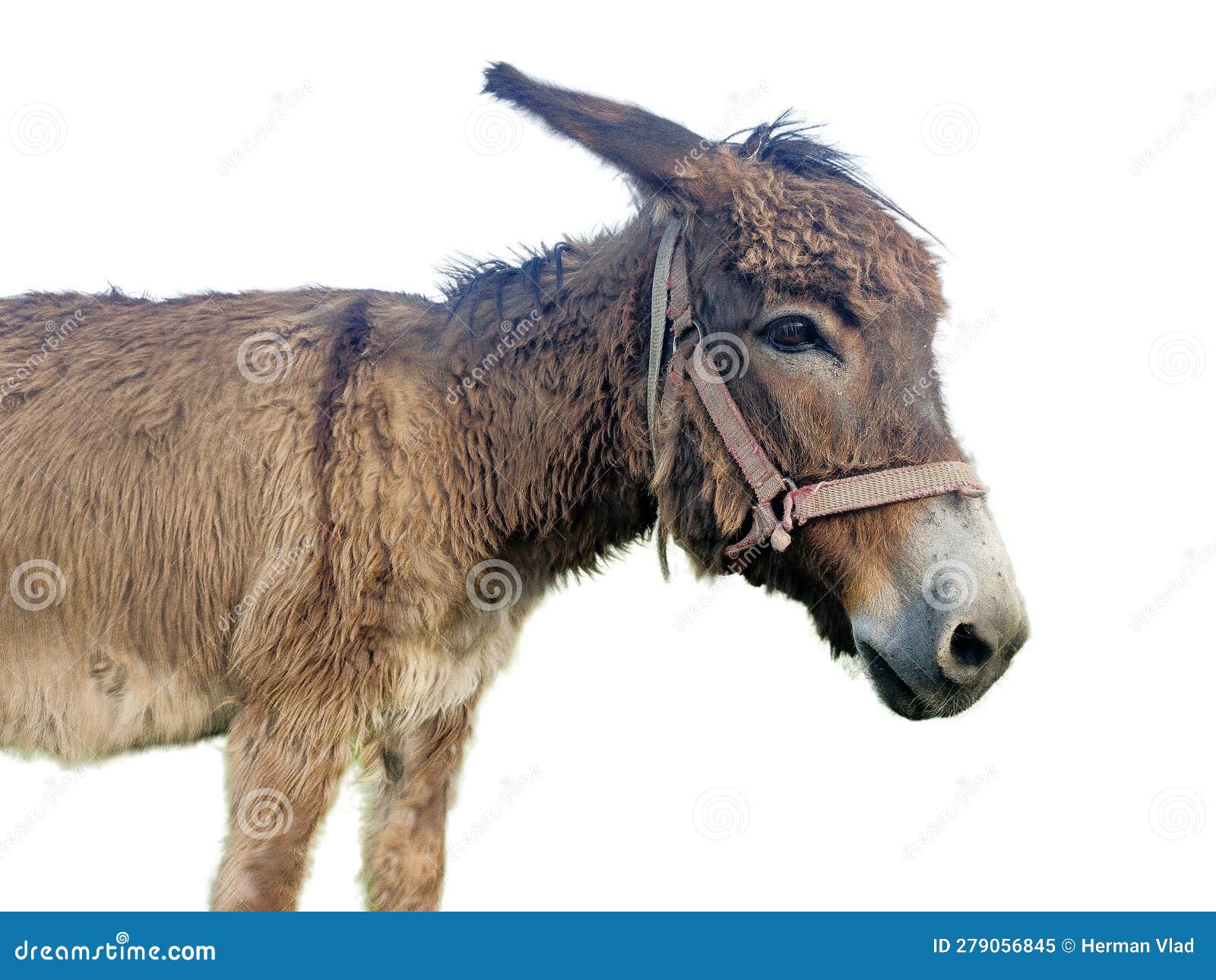 Burro Aislado En Fondo Blanco Imagen de archivo - Imagen de fondo ...