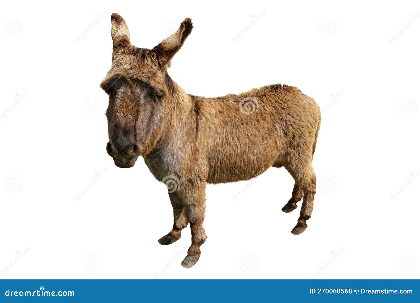 Burro Aislado Sobre El Fondo Blanco Foto de archivo - Imagen de joven ...