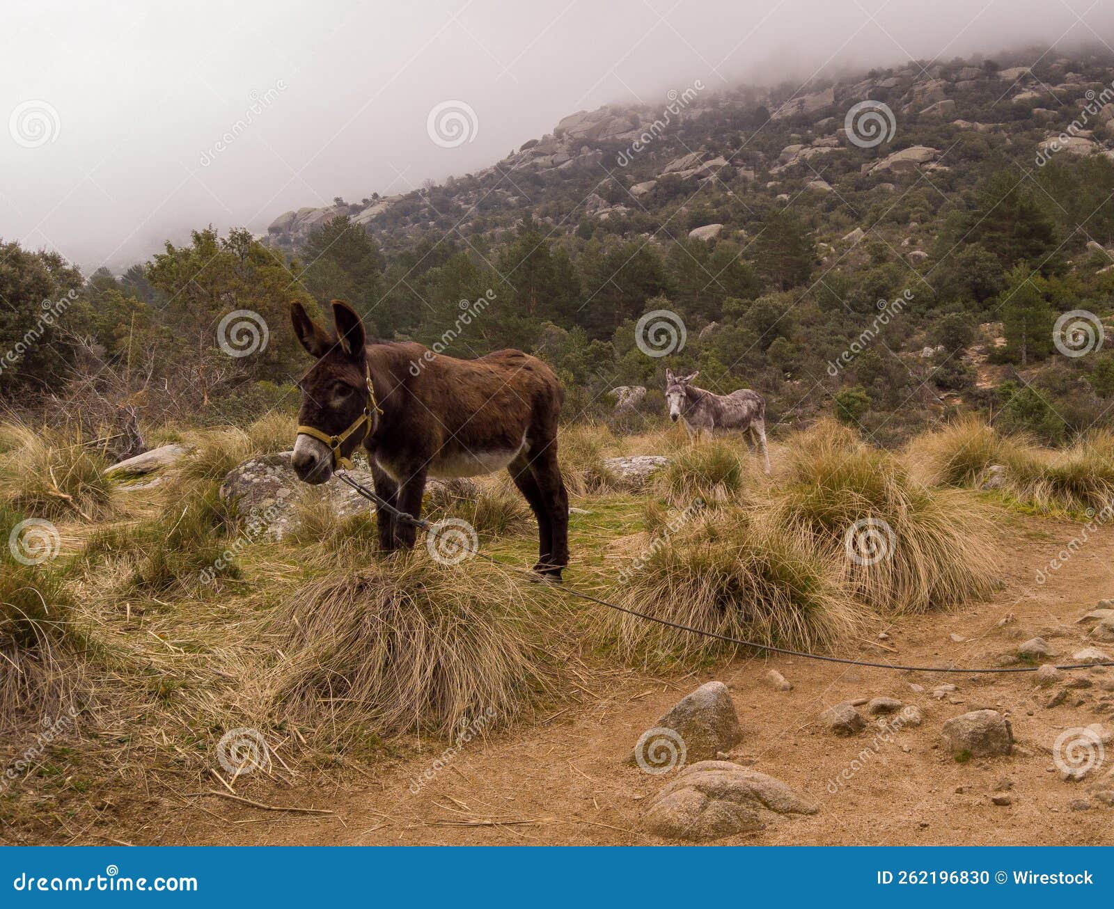 Burro Amarrado Com Corda Em Erva Verde Comendo No Prado Foto de Stock ...