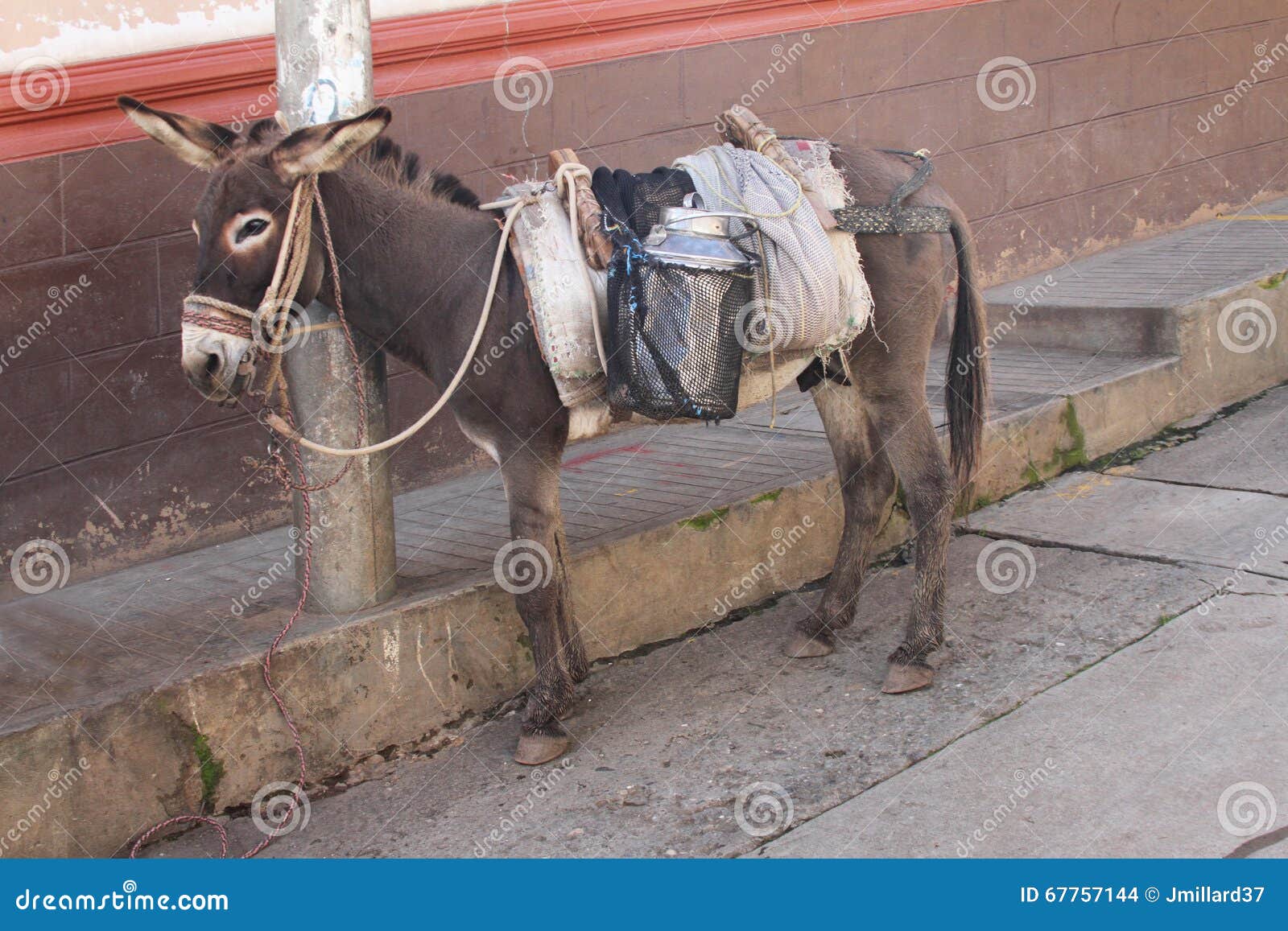 Burro Atado a Un Poste En Perú Foto de archivo - Imagen de objeto ...