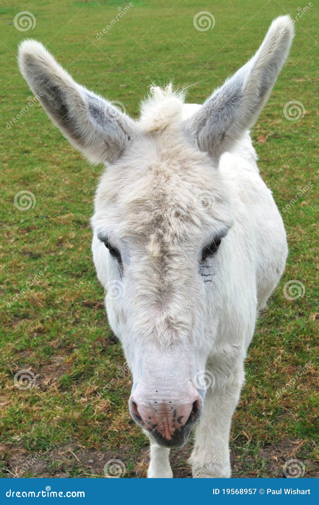 Burro blanco imagen de archivo. Imagen de standing, blanco - 19568957