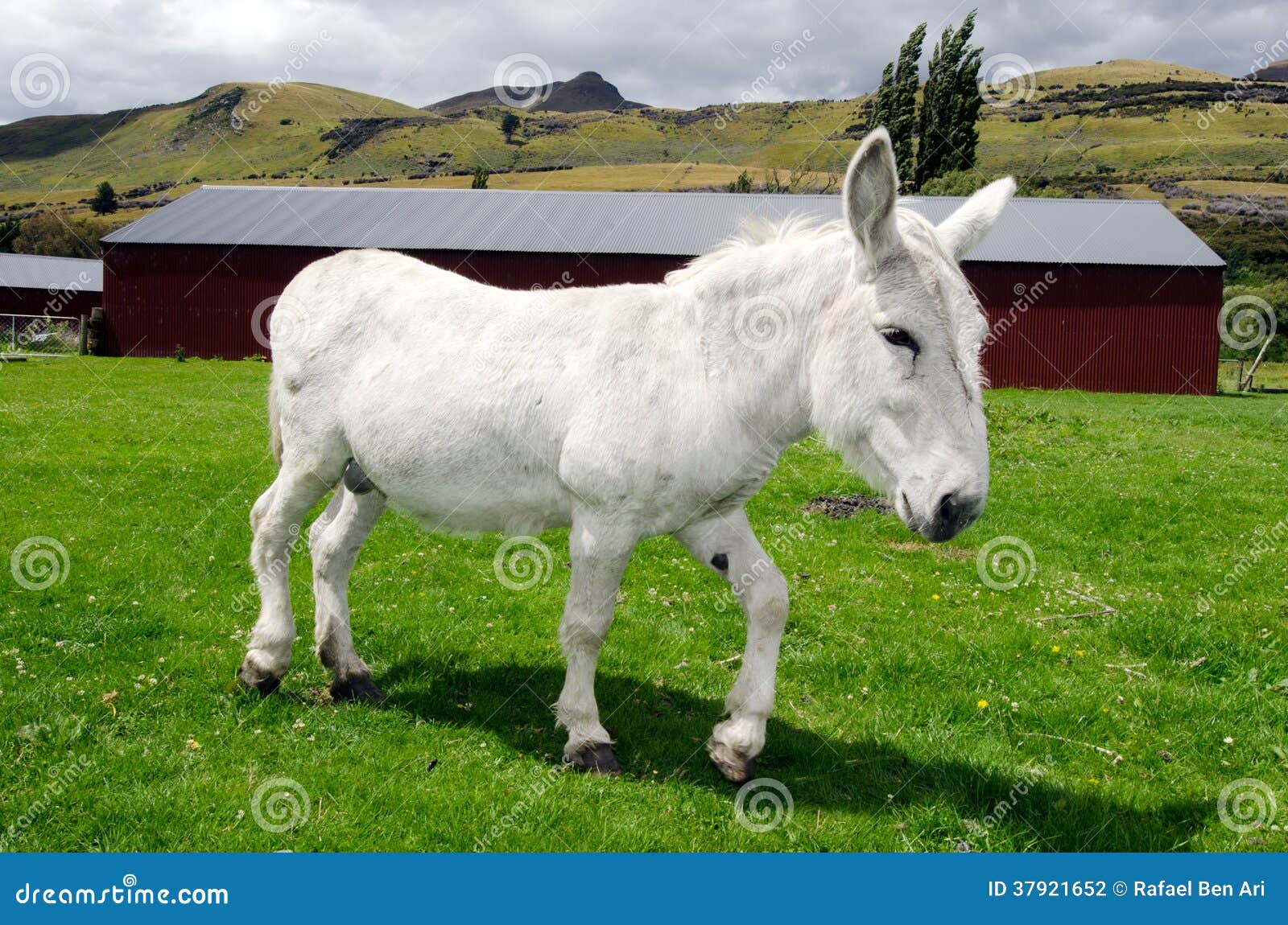 Burro blanco foto de archivo. Imagen de afuera, mula - 37921652