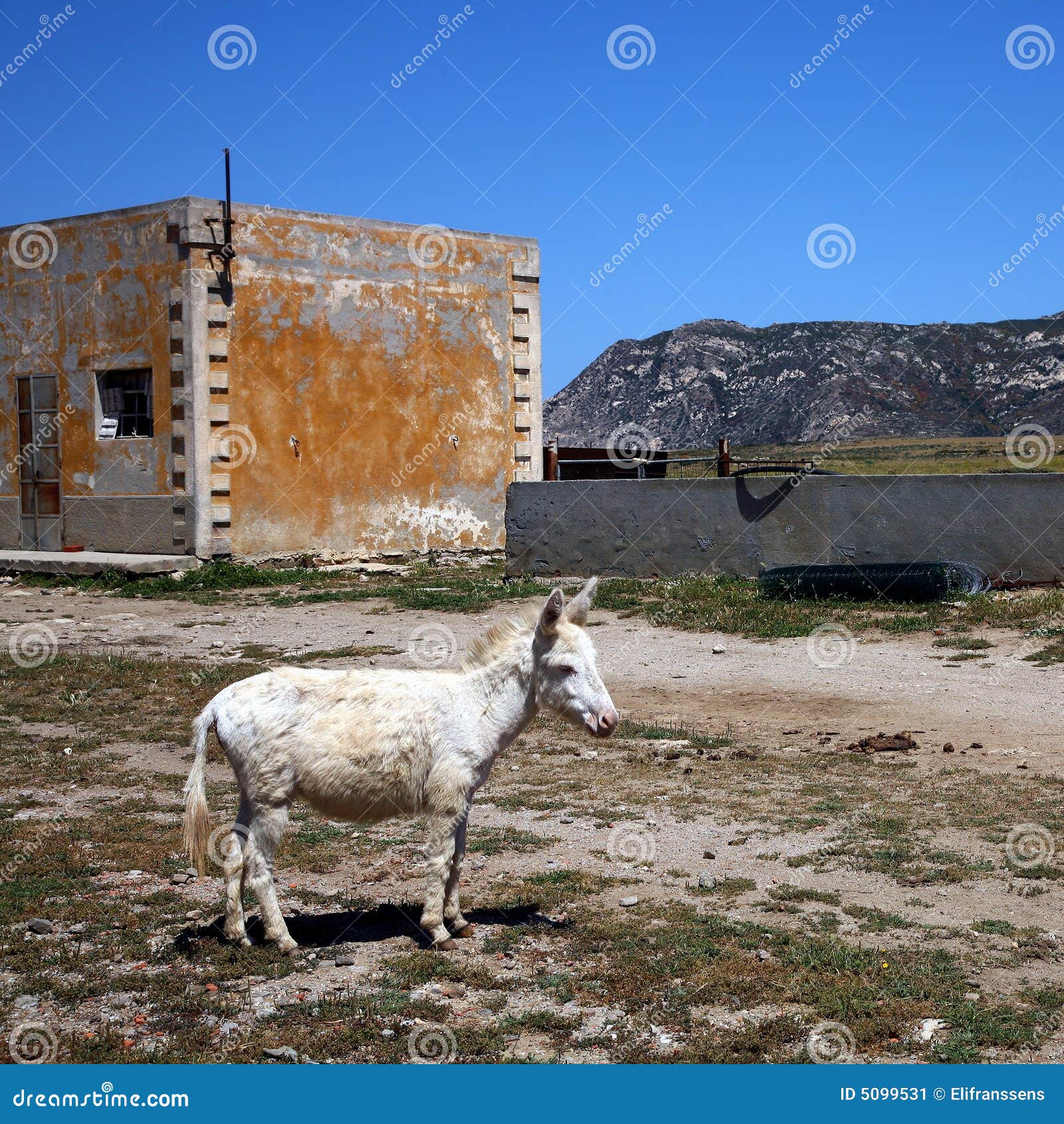 Burro blanco imagen de archivo. Imagen de agricultura - 5099531