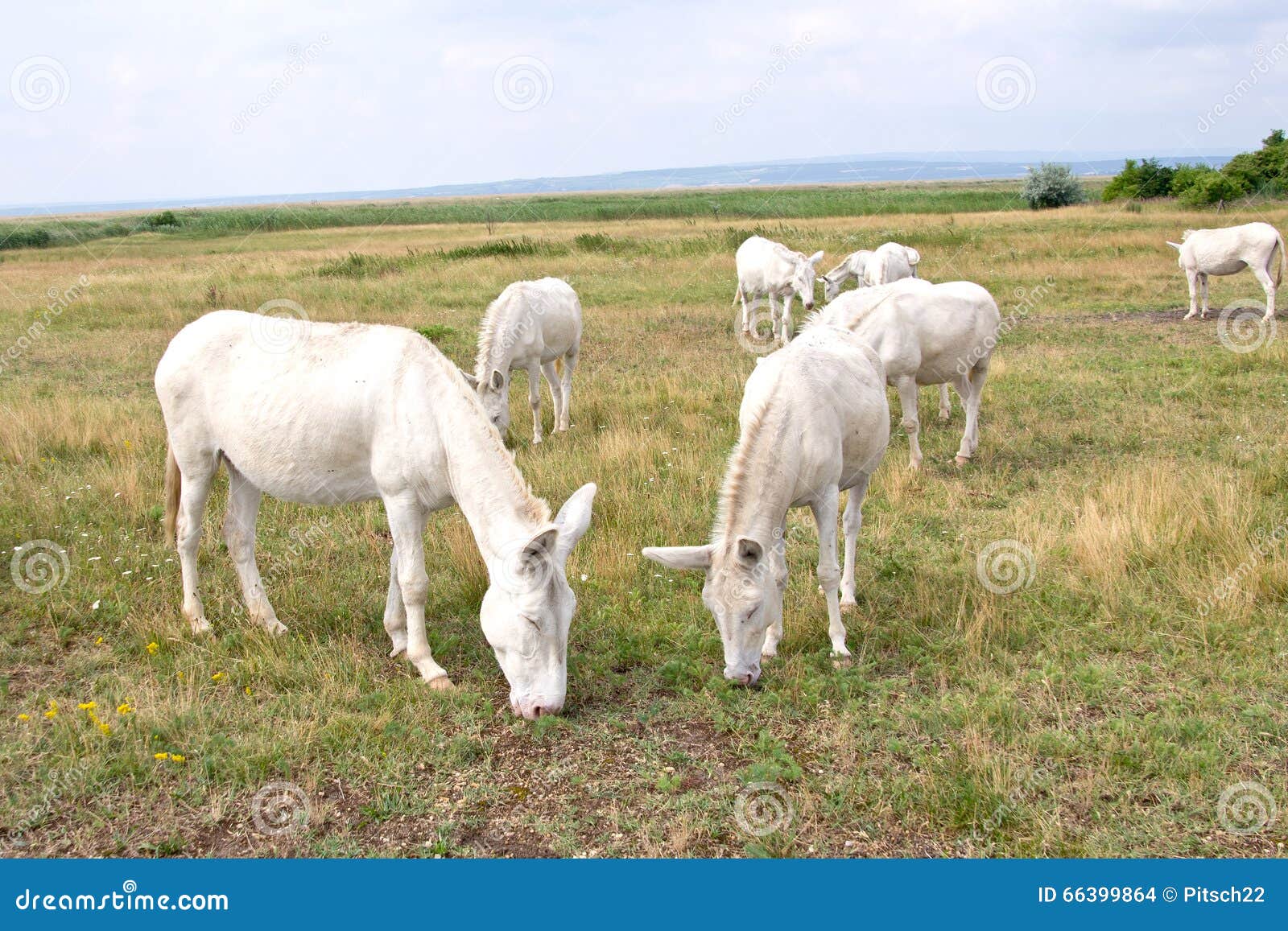Burro blanco foto de archivo. Imagen de viaje, vacaciones - 66399864