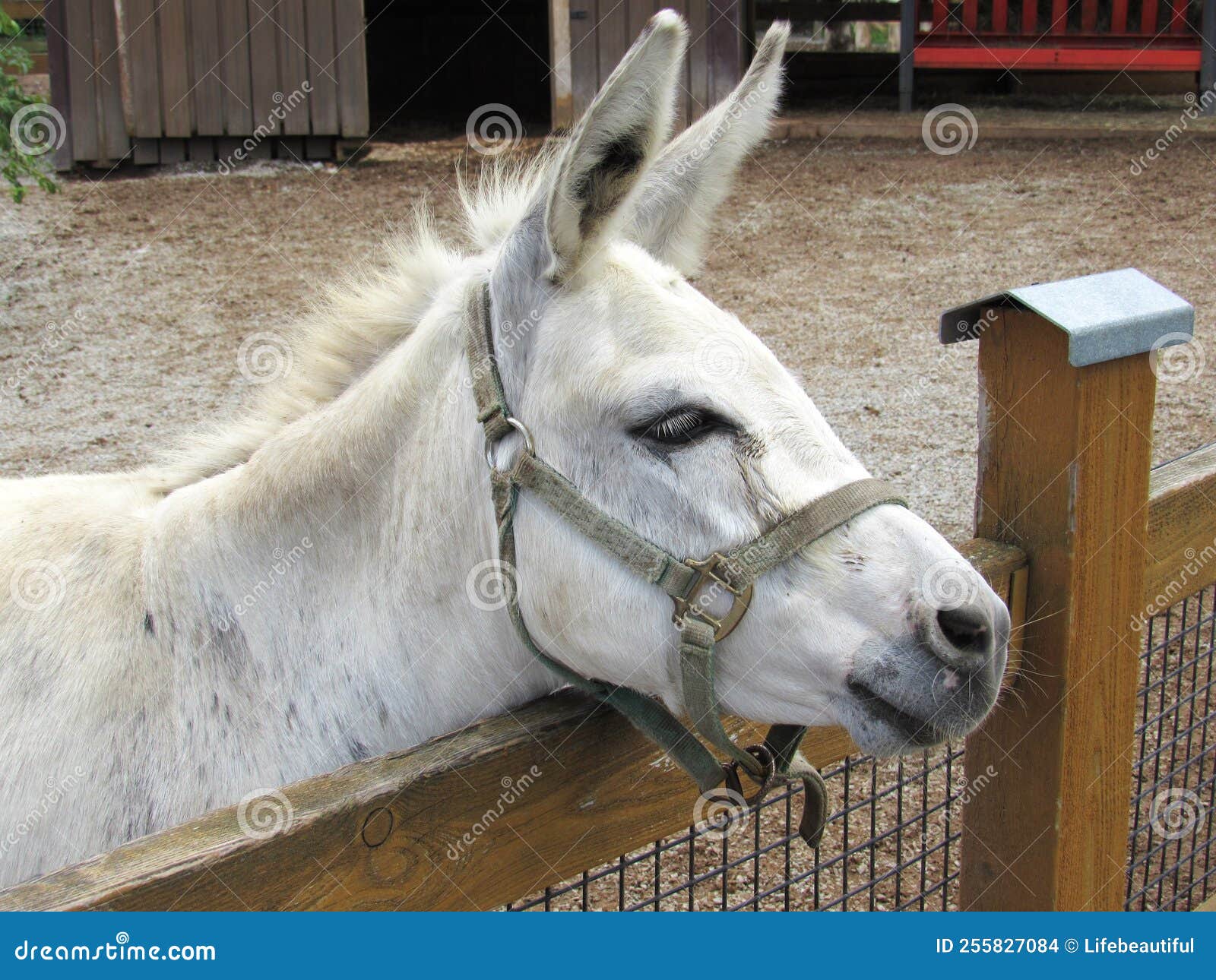 Burro blanco foto de archivo. Imagen de frenillo, melena - 255827084