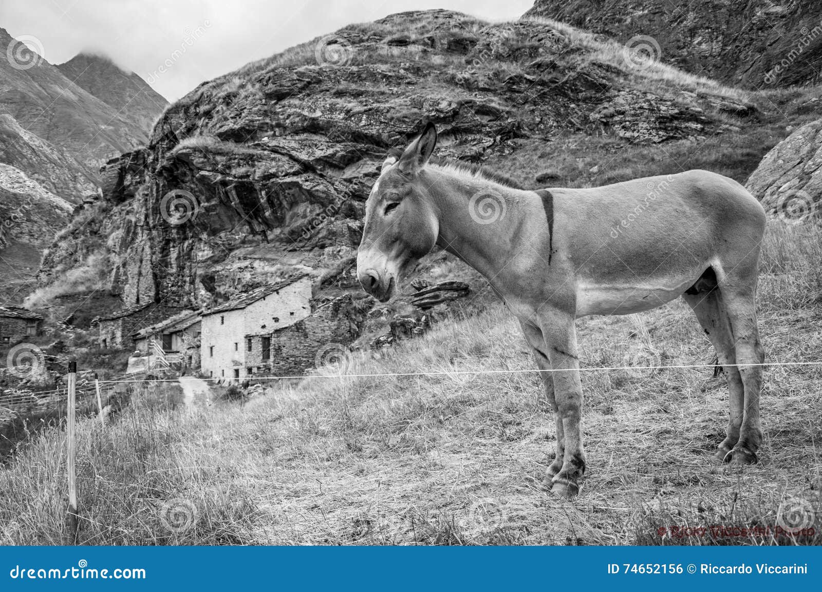 Burro blanco y negro foto de archivo. Imagen de sigma - 74652156