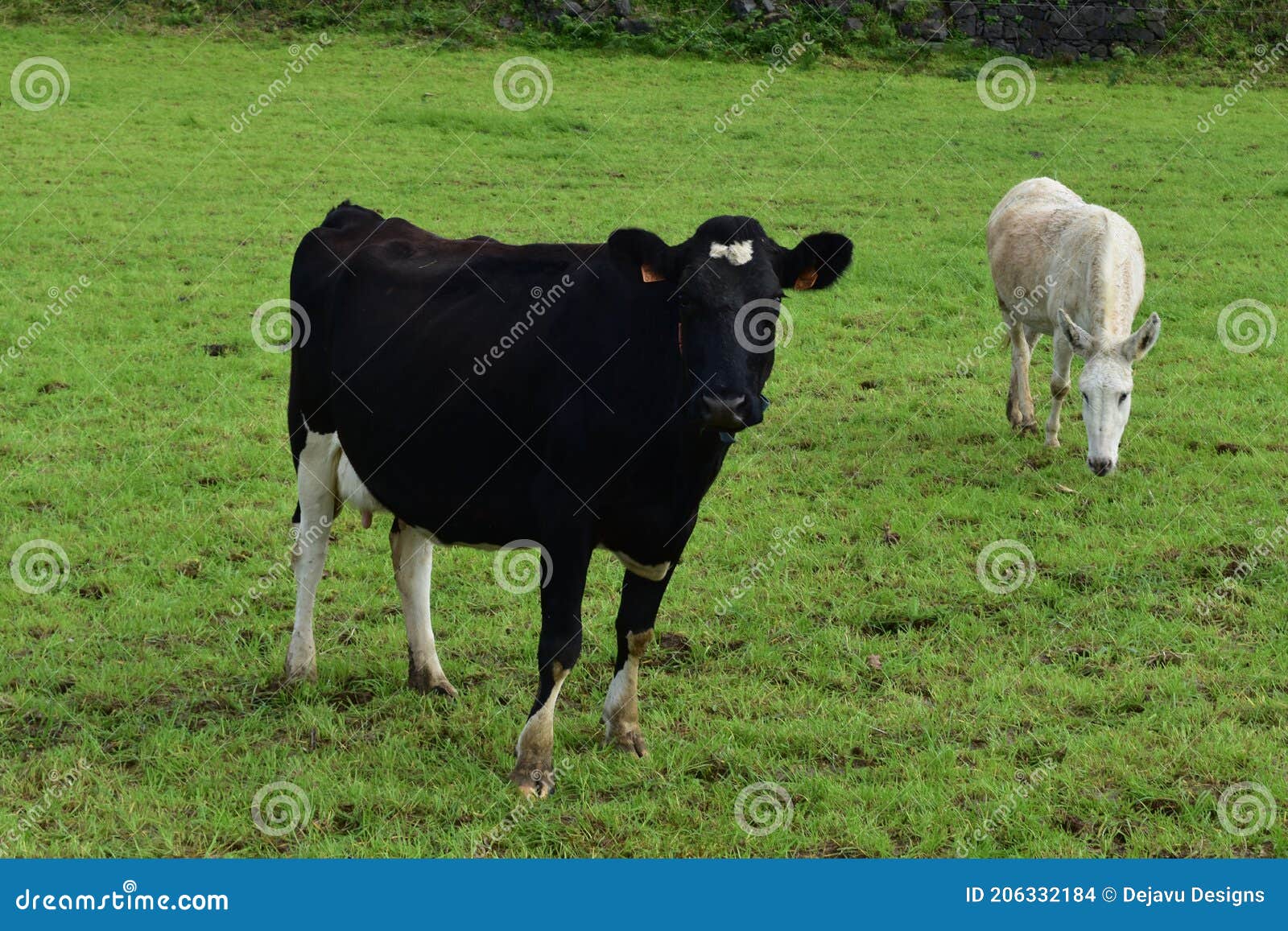 Burro Branco Com Vaca Negra Num Campo De Grama Foto de Stock - Imagem ...