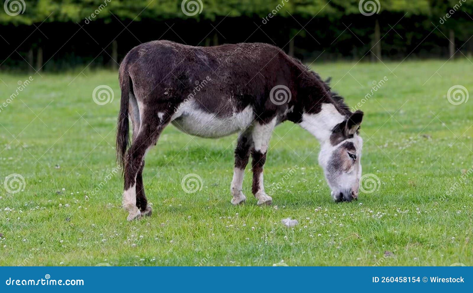 Burro Branco E Castanho Num Campo Verde. Foto de Stock - Imagem de ...