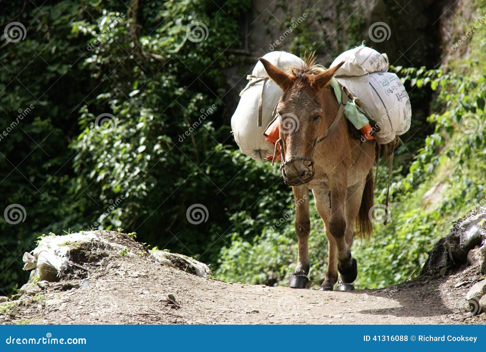 Burro cargado Nepal foto de archivo. Imagen de nepal - 41316088