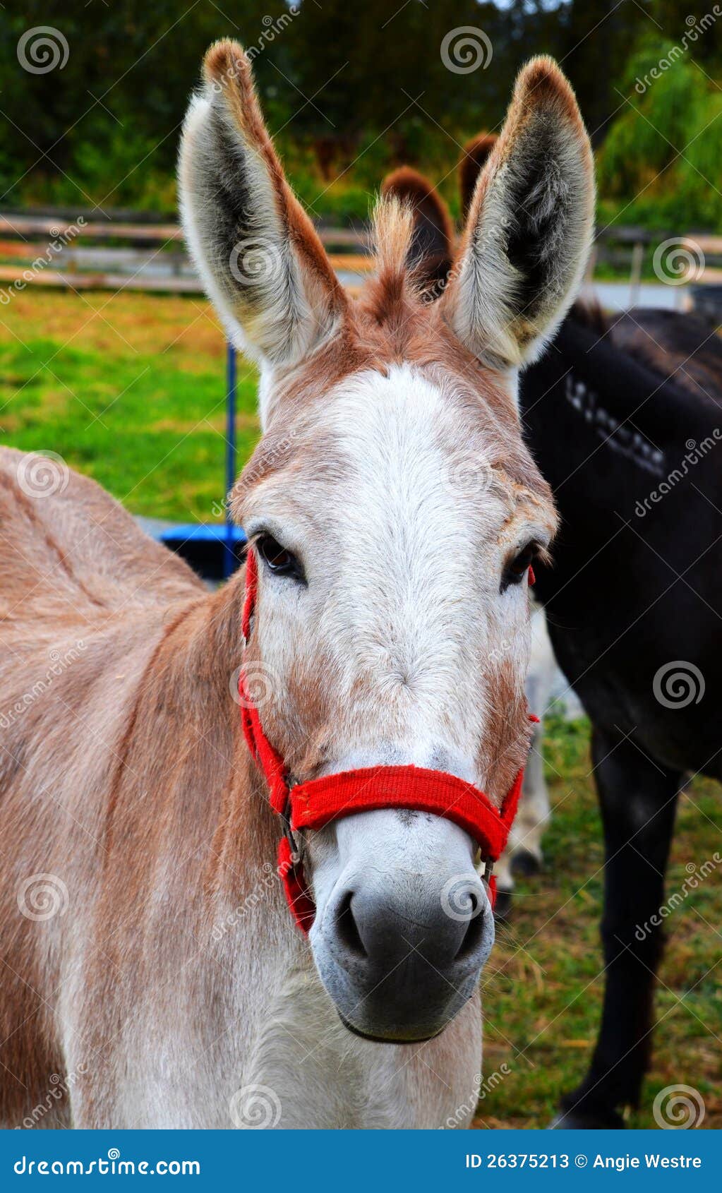 Burro con el frenillo imagen de archivo. Imagen de frenillo - 26375213