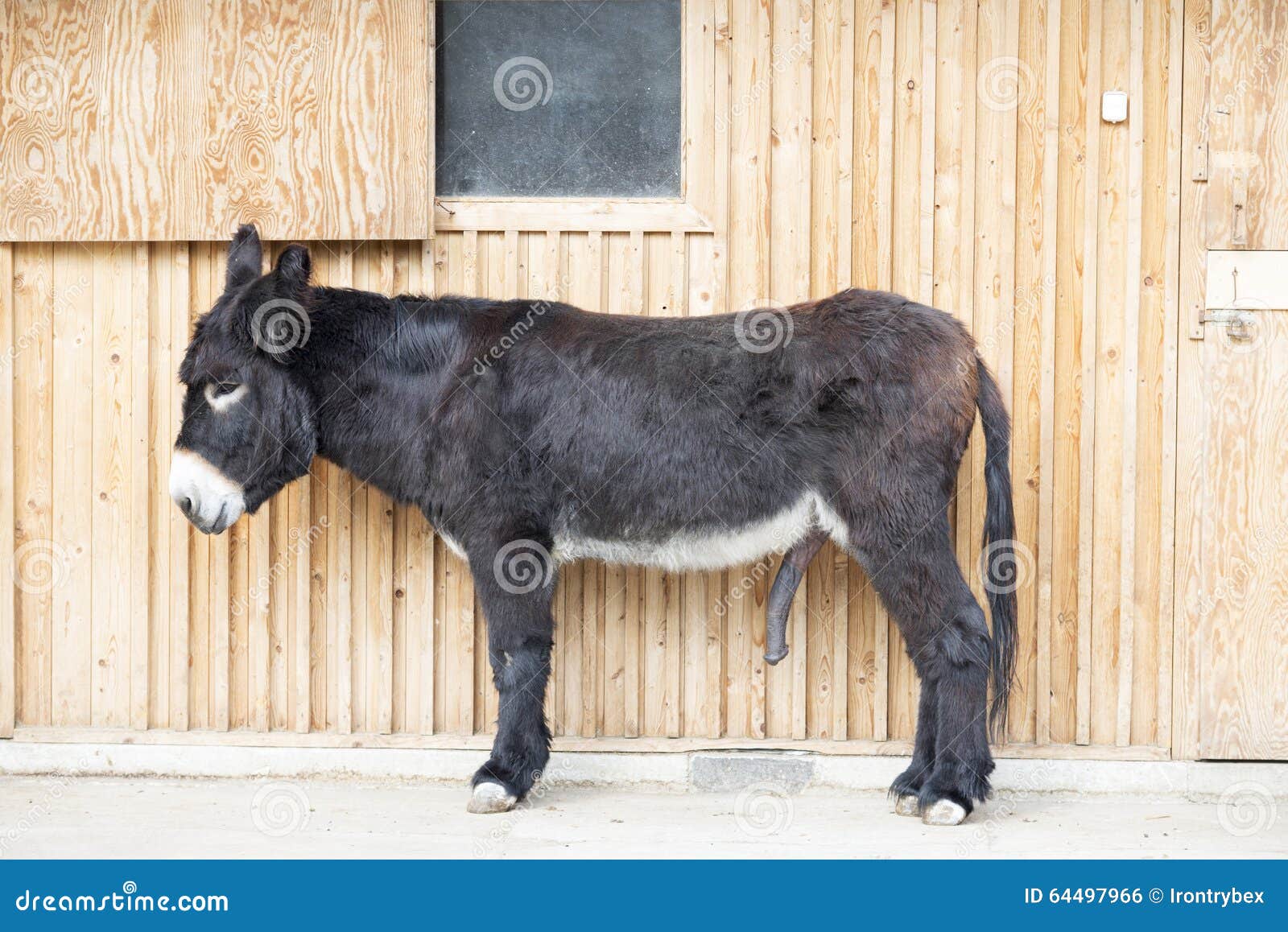 Burro con el pene foto de archivo. Imagen de animal, fondo - 64497966