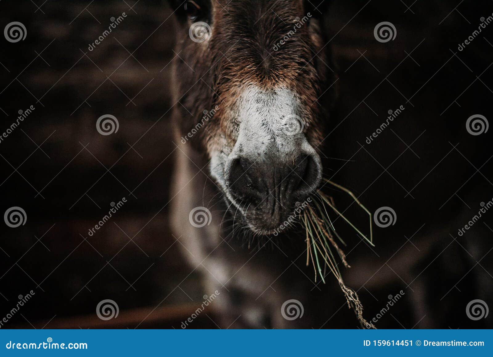 Burro Con Heno En La Boca, Masticando Imagen de archivo - Imagen de ...