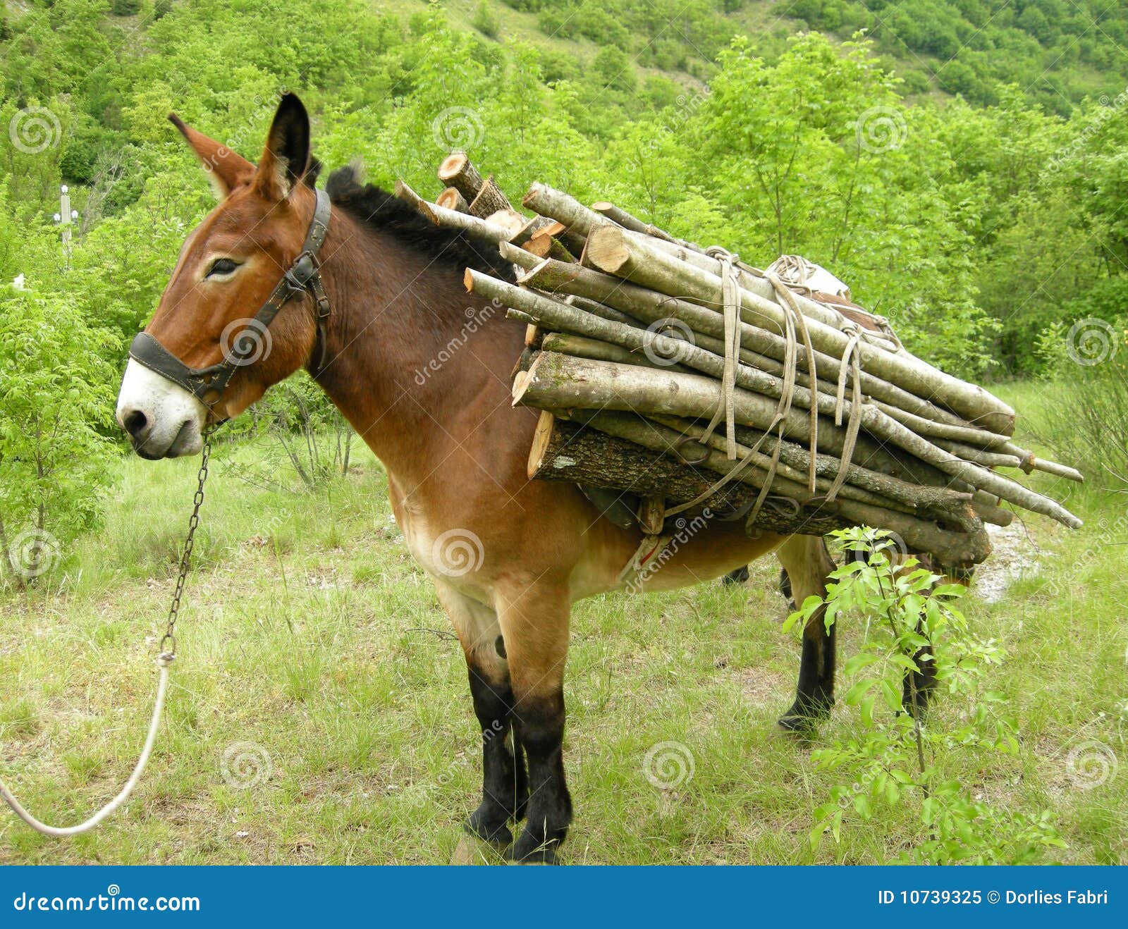 Burro Con La Carga Foto de archivo libre de regalías - Imagen: 10739325