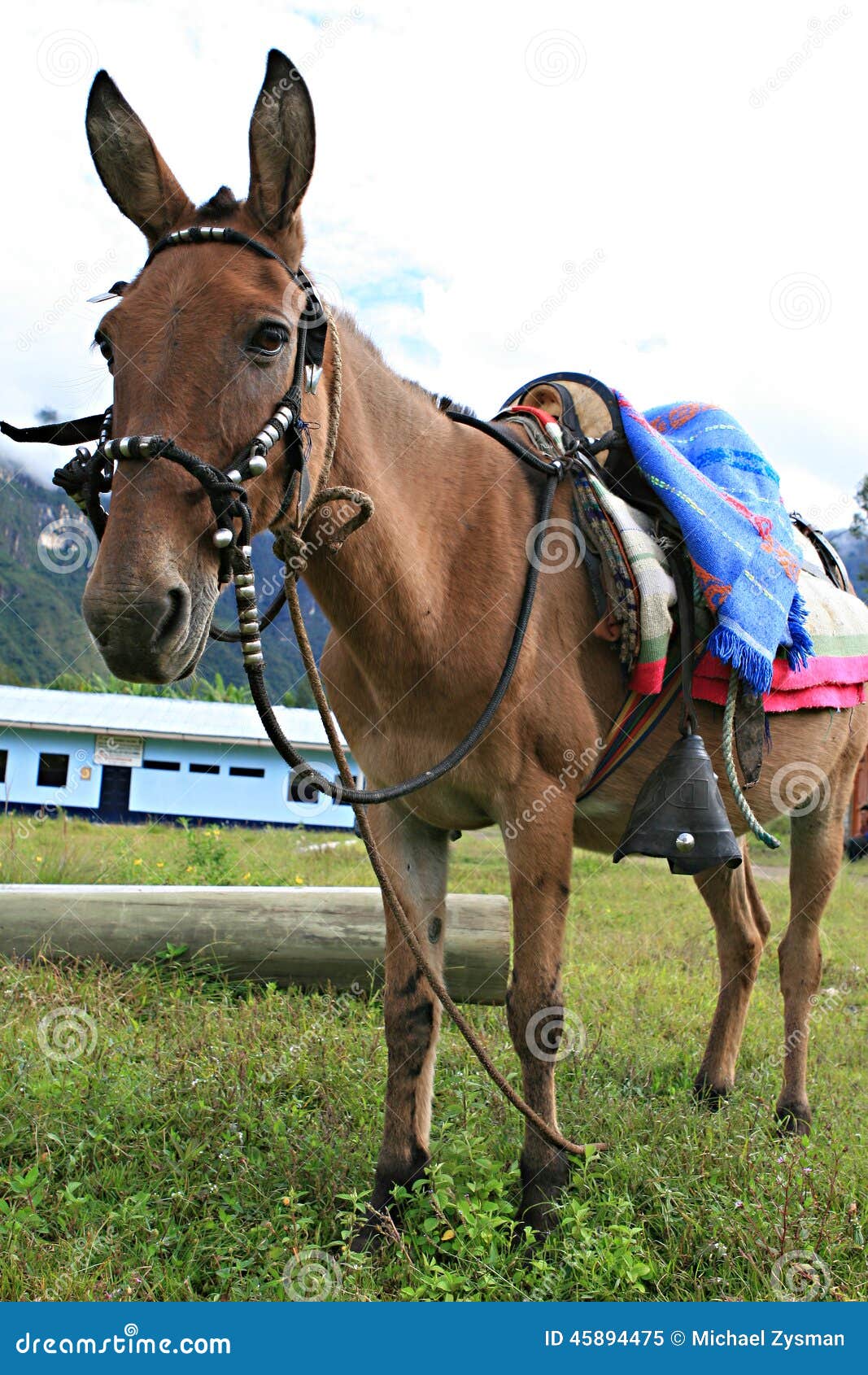Burro Con La Silla De Montar Imagen de archivo - Imagen de manteca ...