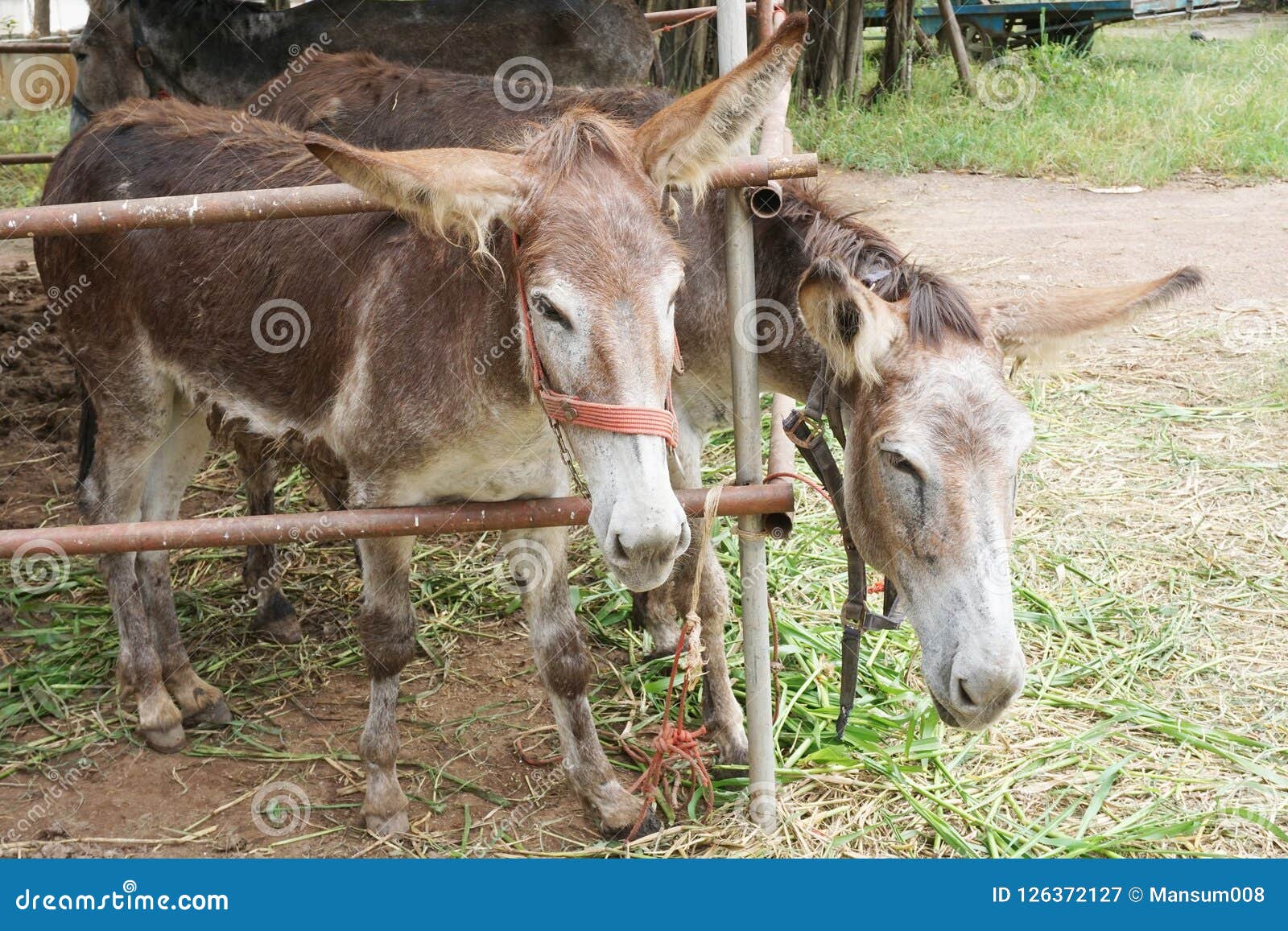 Burro in country farm stock image. Image of close, farm - 126372127