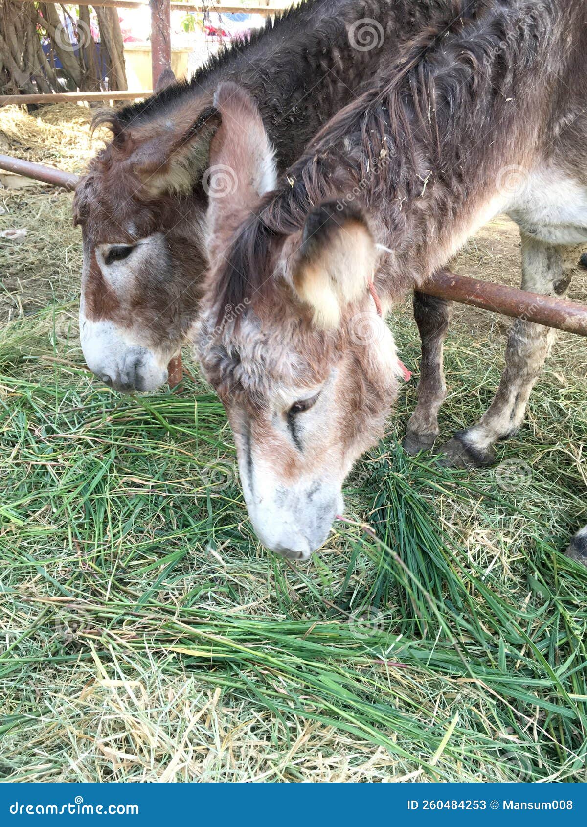 Burro in country farm stock image. Image of cage, wild - 260484253